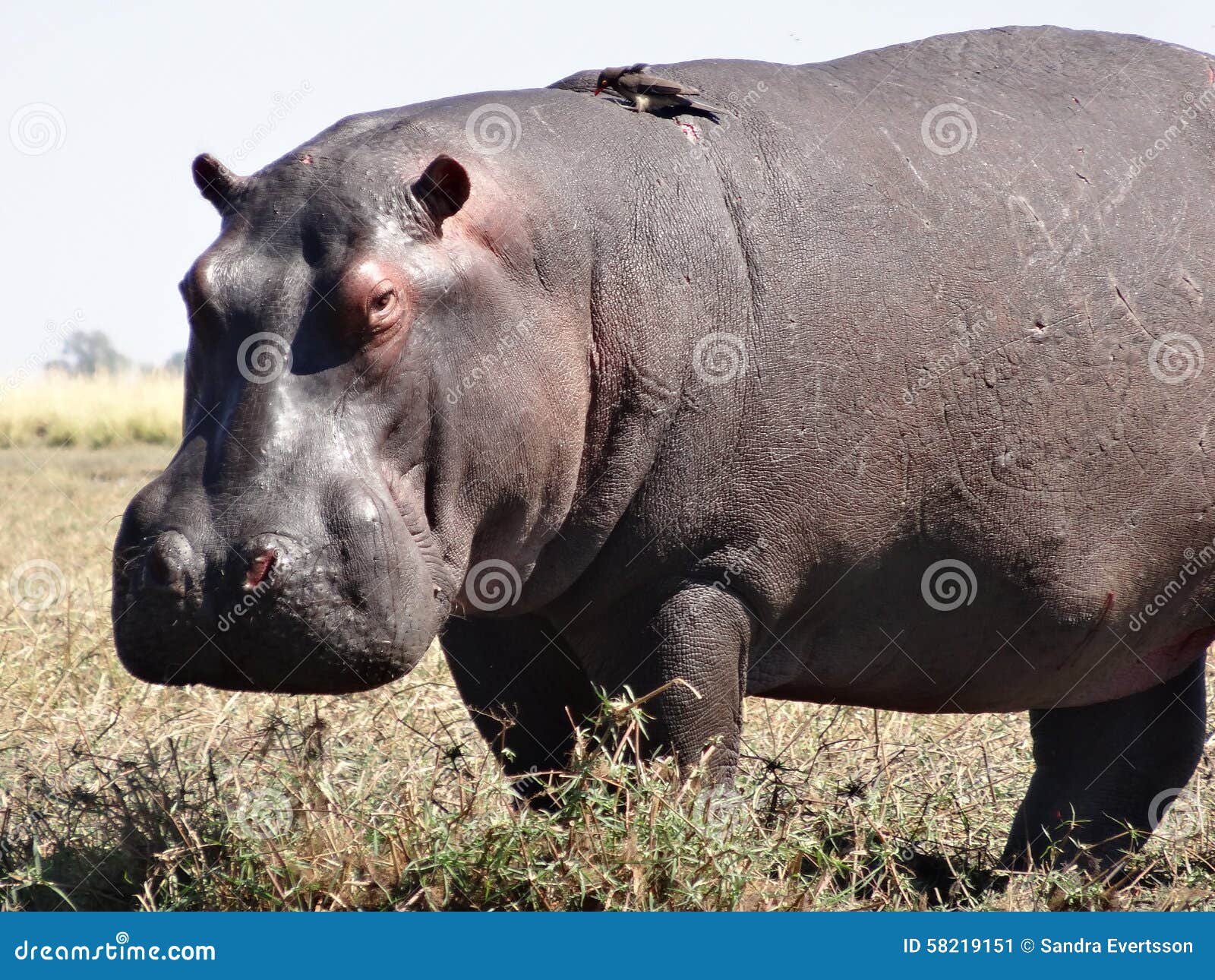 Ippopotamo Con Dell'uccello La Parte Posteriore Sopra Immagine Stock ...
