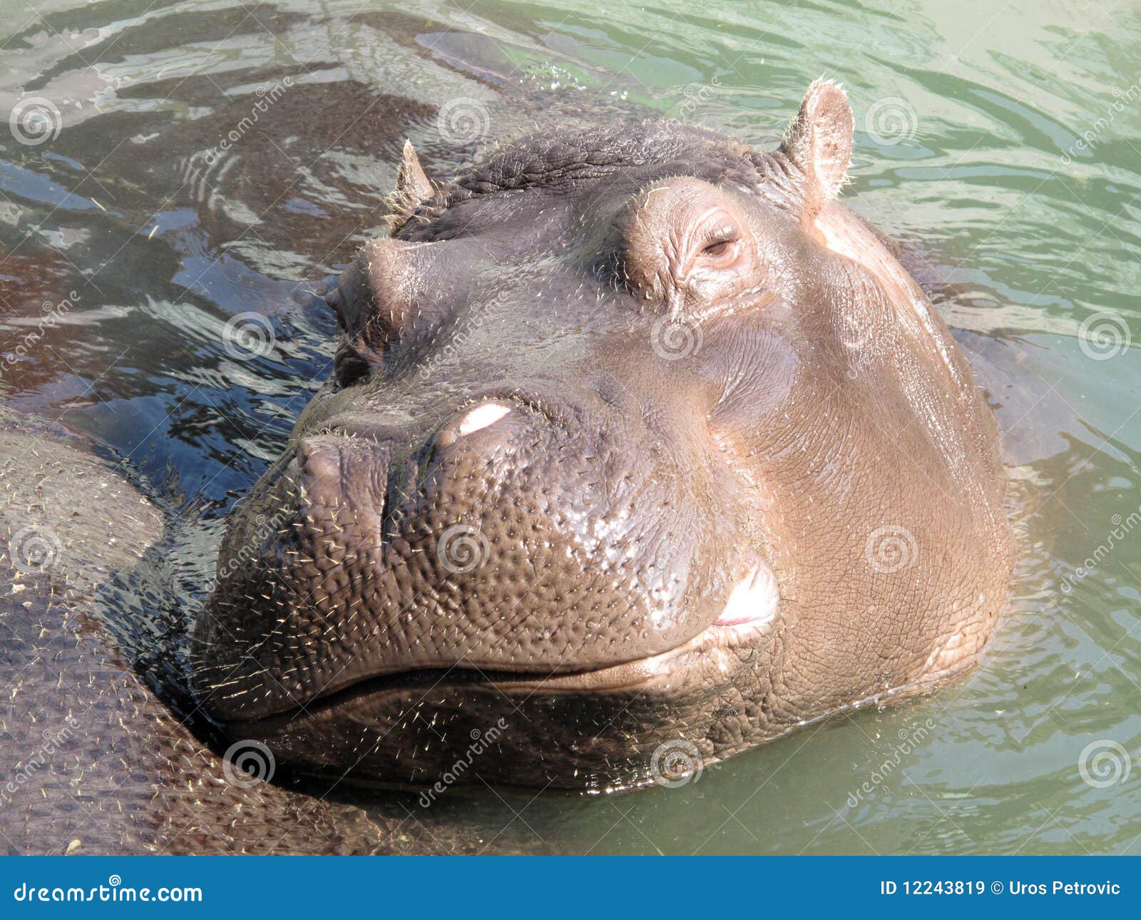 Ippopotamo Del Hippopotamus Immagine Stock - Immagine di africano ...