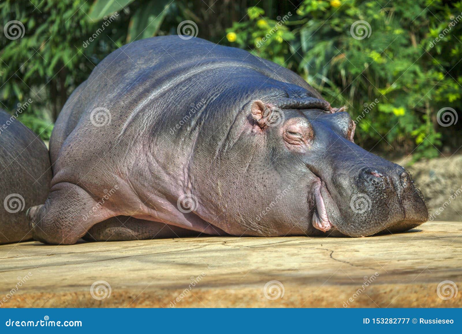 Ippopotamo di sonno immagine stock. Immagine di testa - 153282777