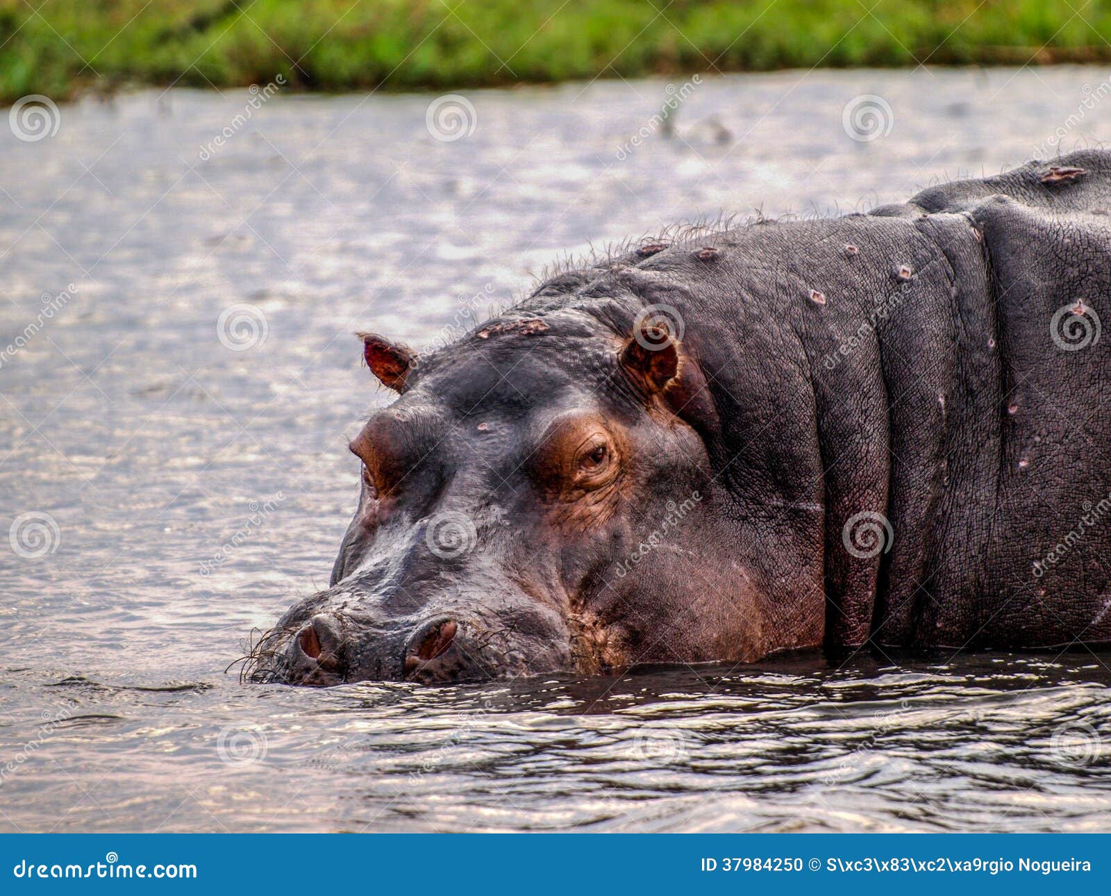 Ippopotamo nell'acqua fotografia stock. Immagine di ippopotamo - 37984250