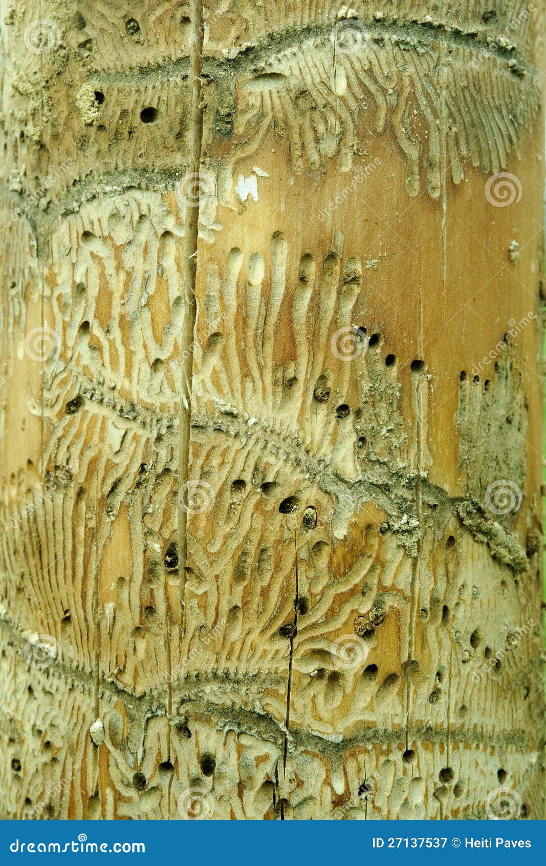 Ips beetles stock image. Image of acer, maple, biology - 27137537