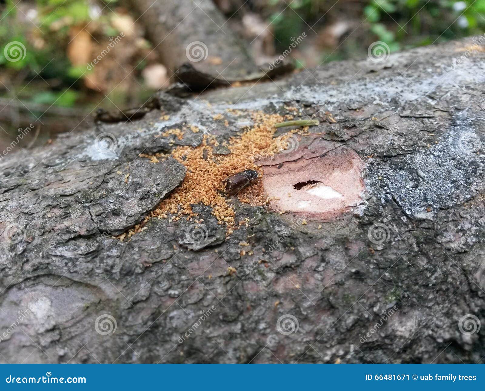 Ips Typographus L. European Spruce Bark Beetle Stock Image - Image of ...