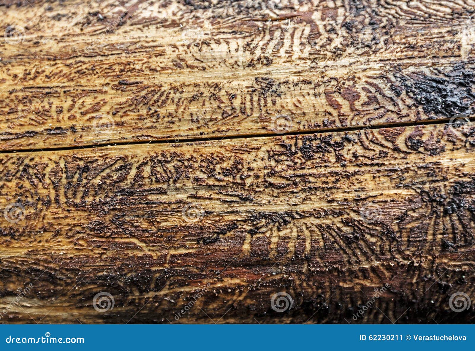 Ips Typographus - Spruce Bark Beetle Stock Image - Image of europa ...