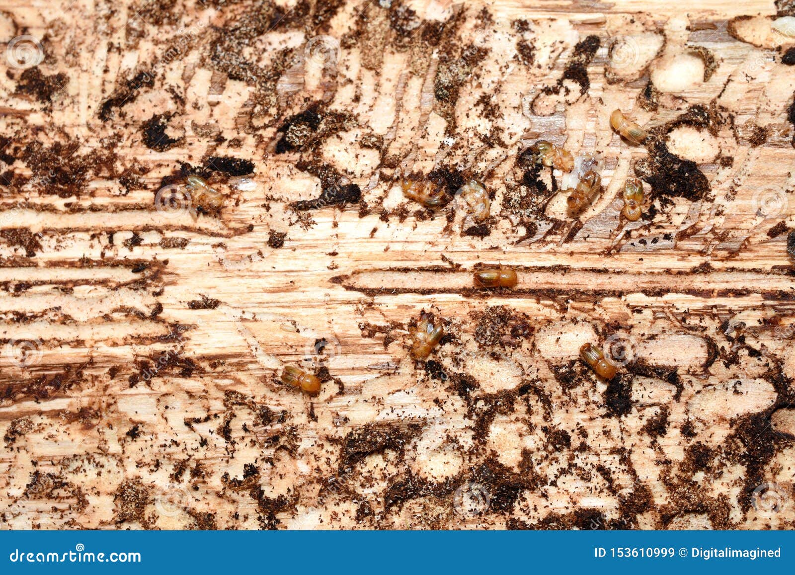 Ips Typographus Under the Bark of a Spruce Tree Stock Image - Image of ...