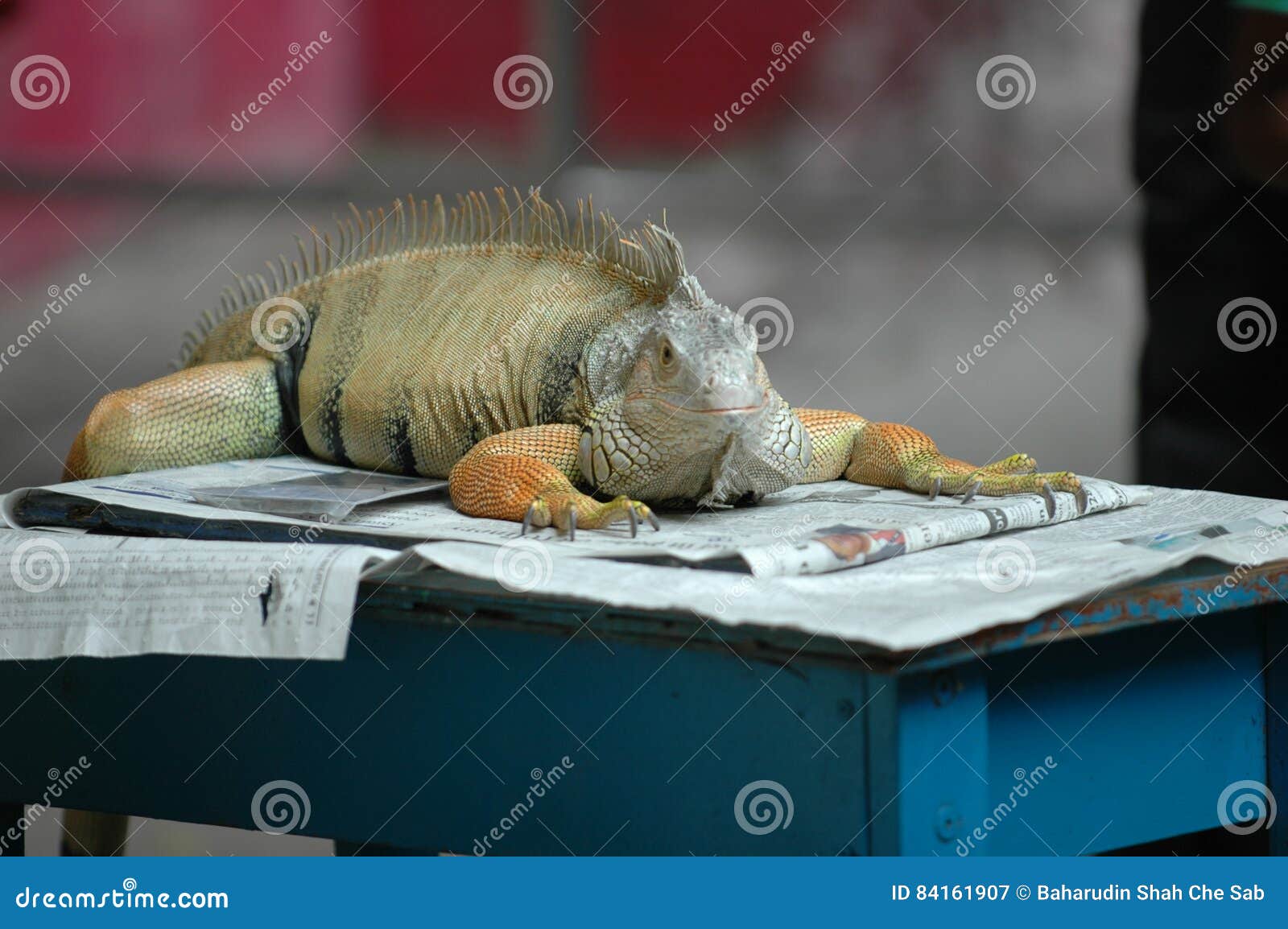 Iquana stock image. Image of lovely, active, iquana, nature - 84161907