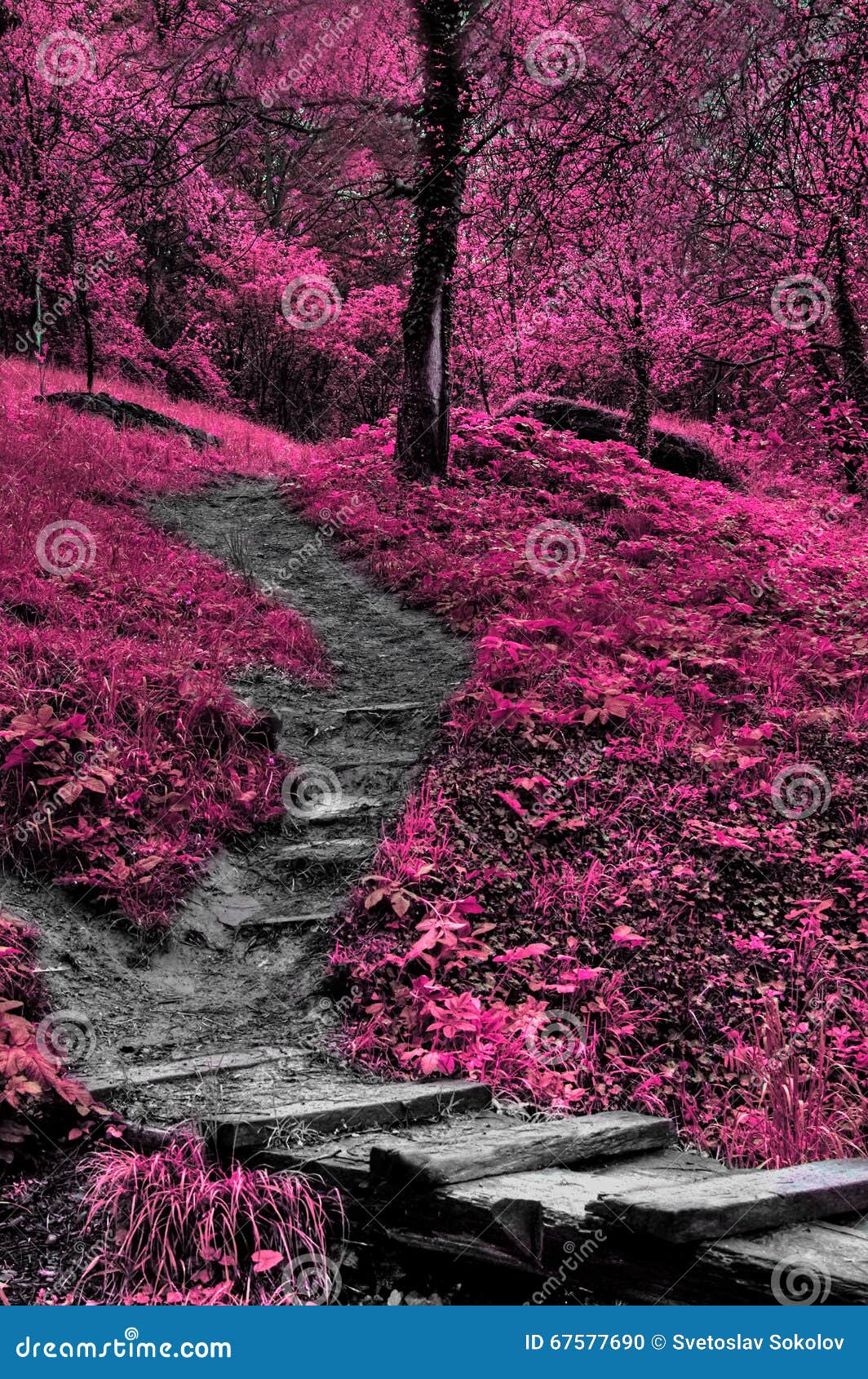 Ir Forest Vertical Landscape Stock Photo - Image of vivid, beauty: 67577690
