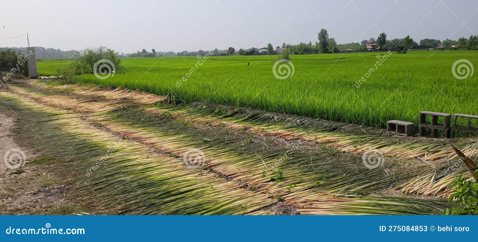 Iran Gilan Khomam Rice Farm Stock Image - Image of iran, khomam: 275084853