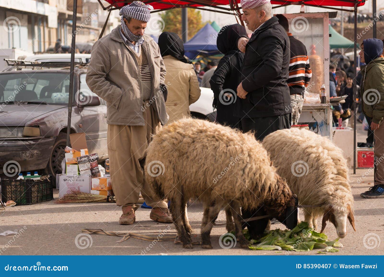 Iraqi Sheep Seller editorial photography. Image of alanbar - 85390407