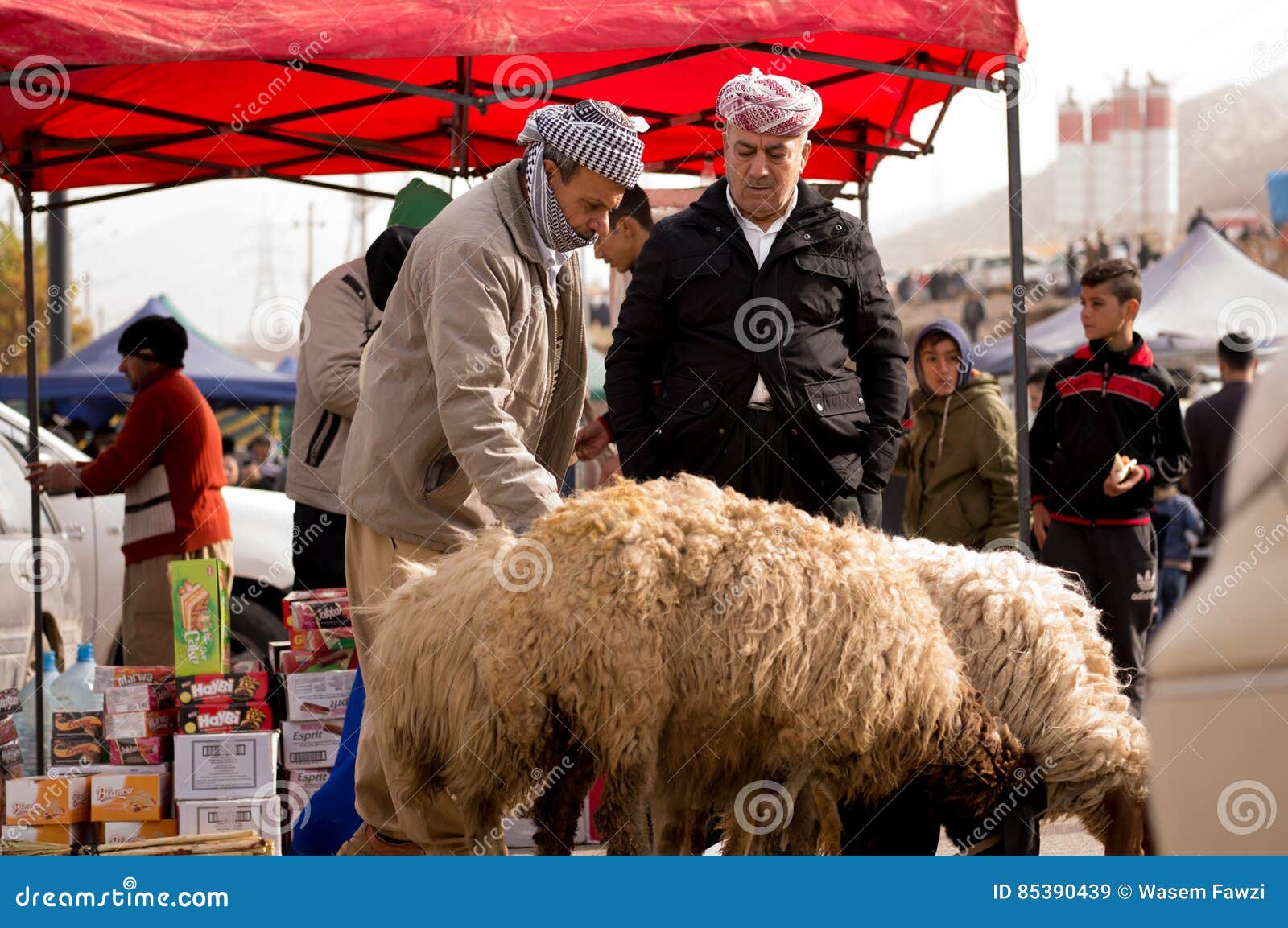 Iraqi Sheep Seller editorial stock image. Image of erbil - 85390439