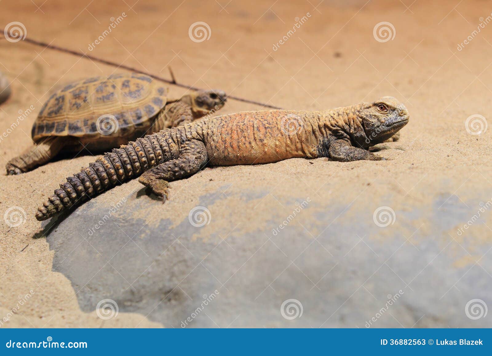 Iraqi spiny-tailed lizard stock image. Image of saara - 36882563