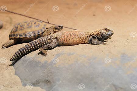 Iraqi spiny-tailed lizard stock image. Image of saara - 36882563