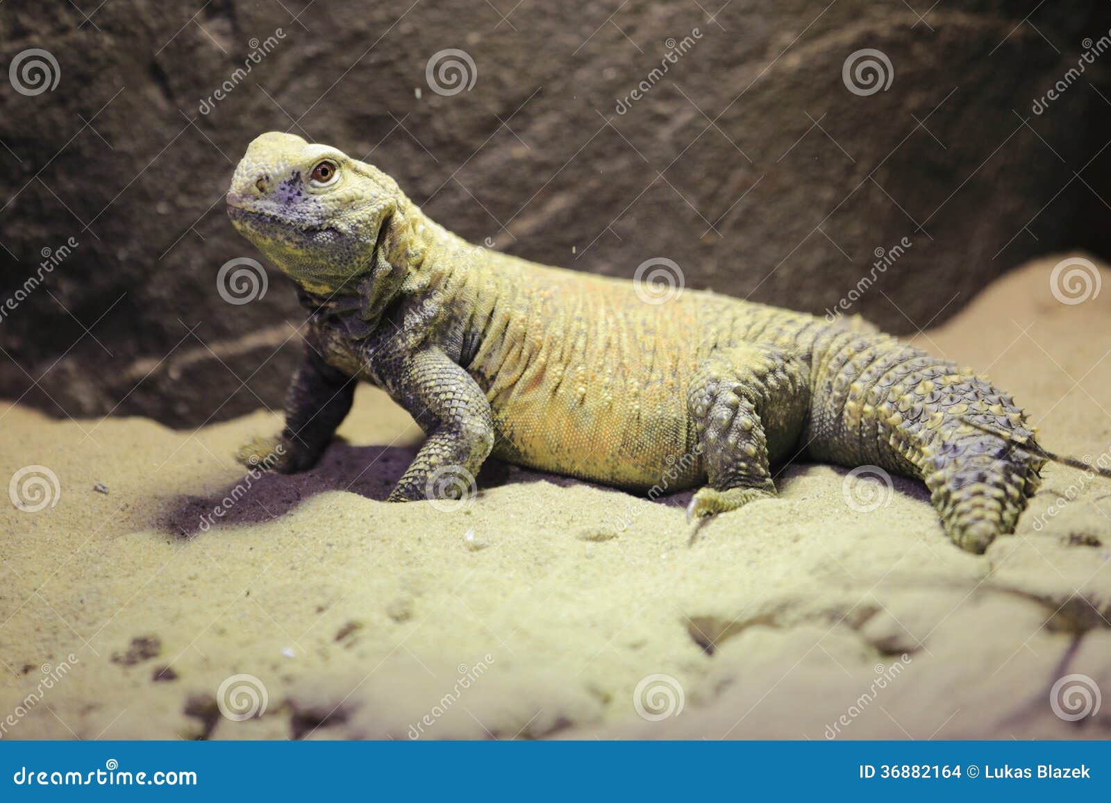 Iraqi Spiny-tailed lizard stock photo. Image of spiny - 36882164
