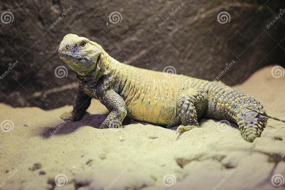 Iraqi Spiny-tailed lizard stock photo. Image of spiny - 36882164