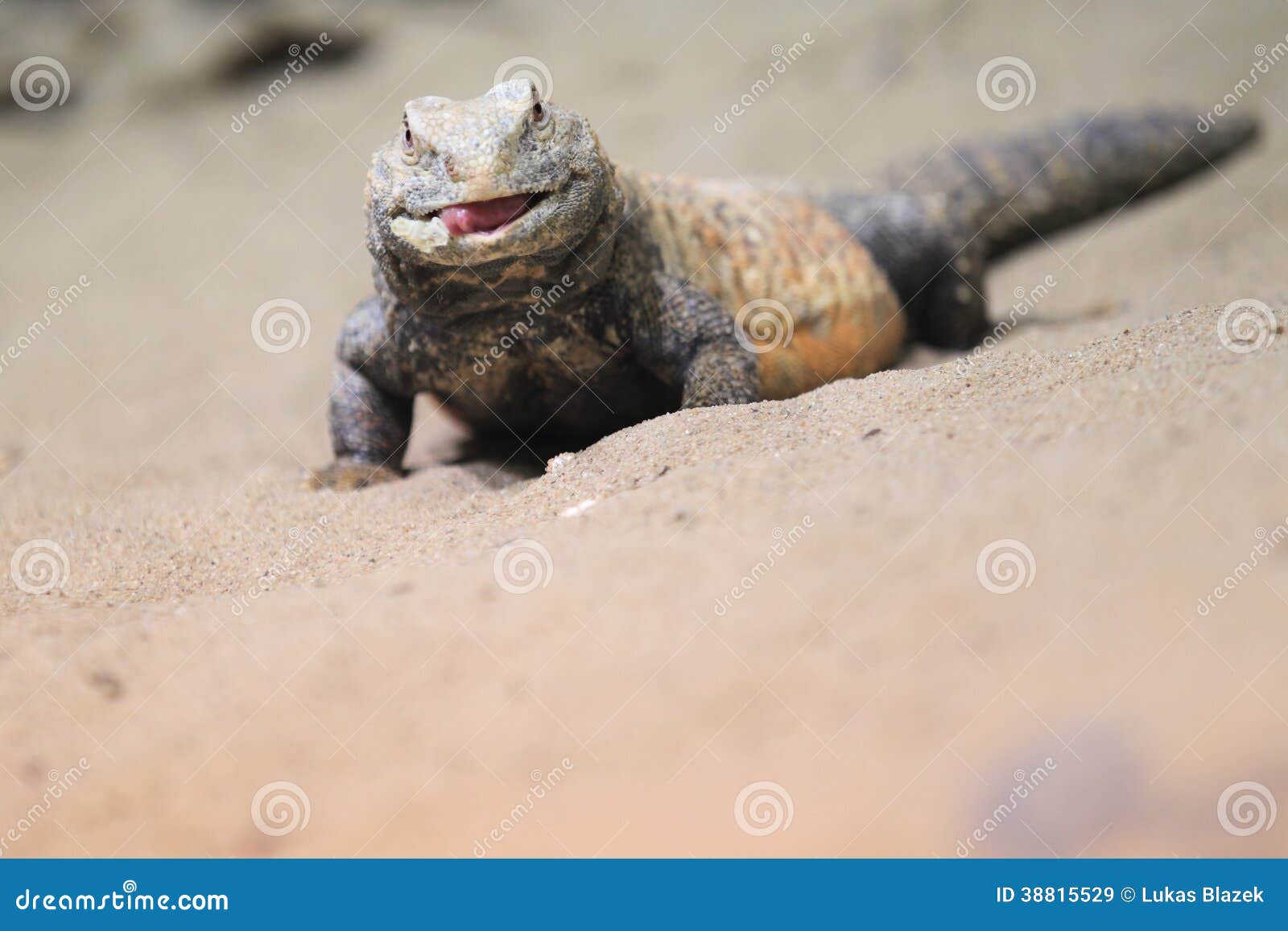 The Spiny-tailed Monitor Varanus Acanthurus, Also Known As The Ridge ...