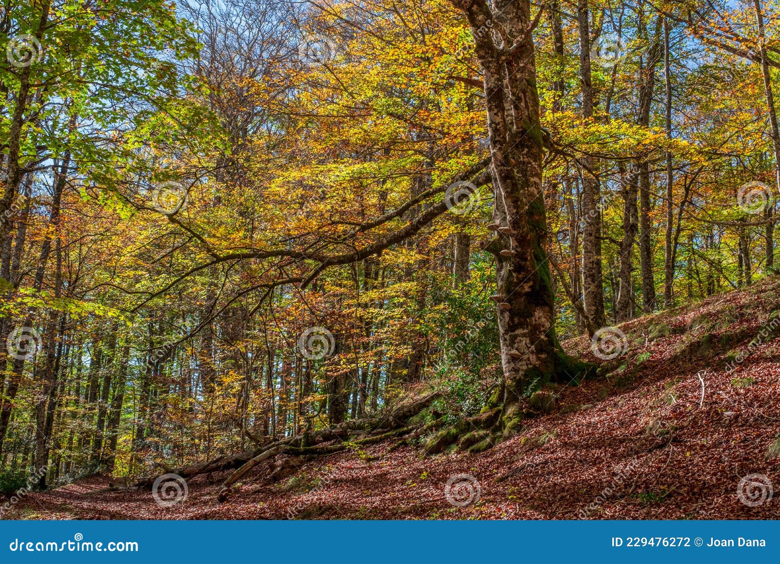 The Irati Forest, in the Pyrenees Mountains of Navarra, in Spain, a ...