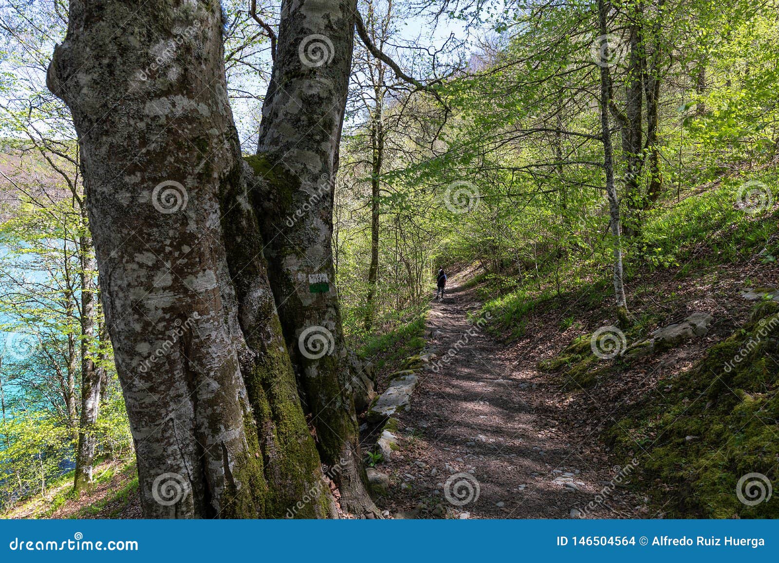 Irati Forest in a Sunny Spring Day Stock Photo - Image of highlights ...