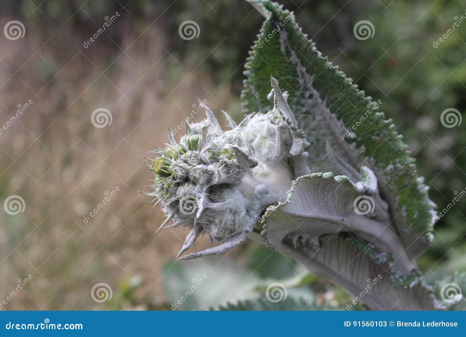 Irazu Volcano plant stock image. Image of volcano, plants - 91560103