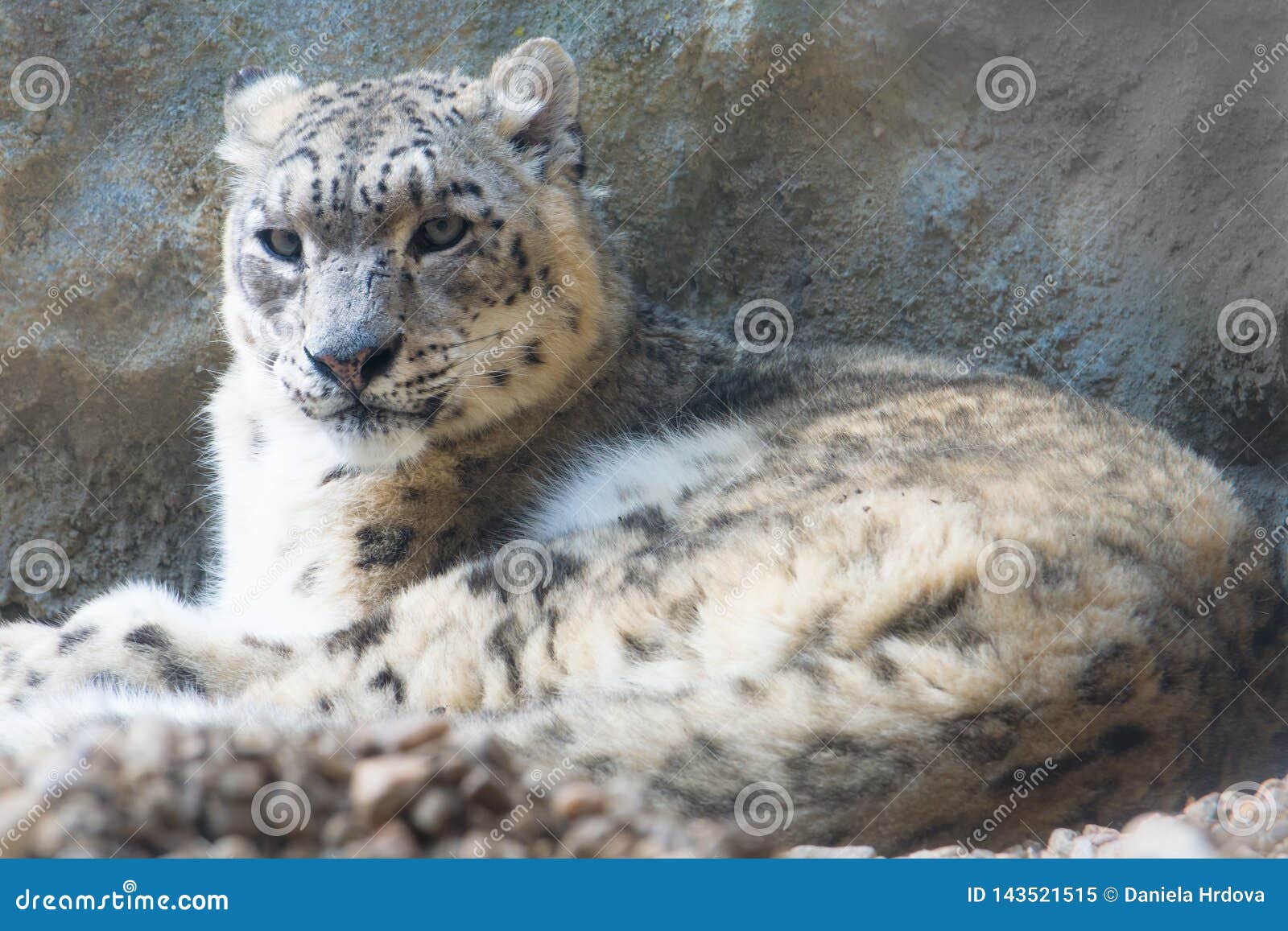 Irbis Panthera uncia stock image. Image of closeup, cute - 143521515