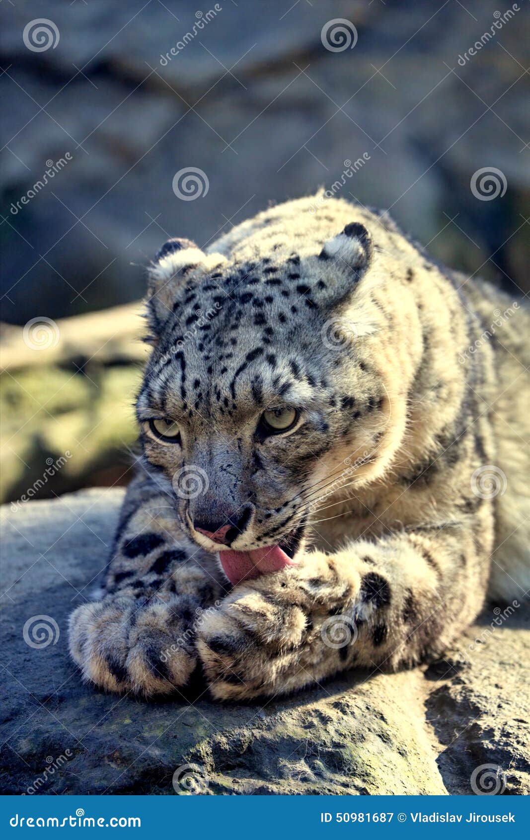Irbis rare mountain cat stock image. Image of outdoor - 50981687