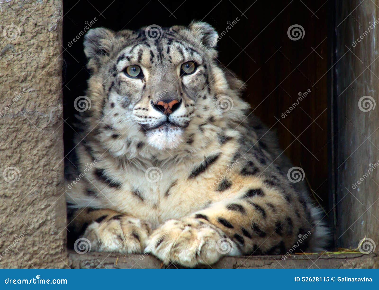 IRBIS or snow leopard stock image. Image of leopard, animal - 52628115