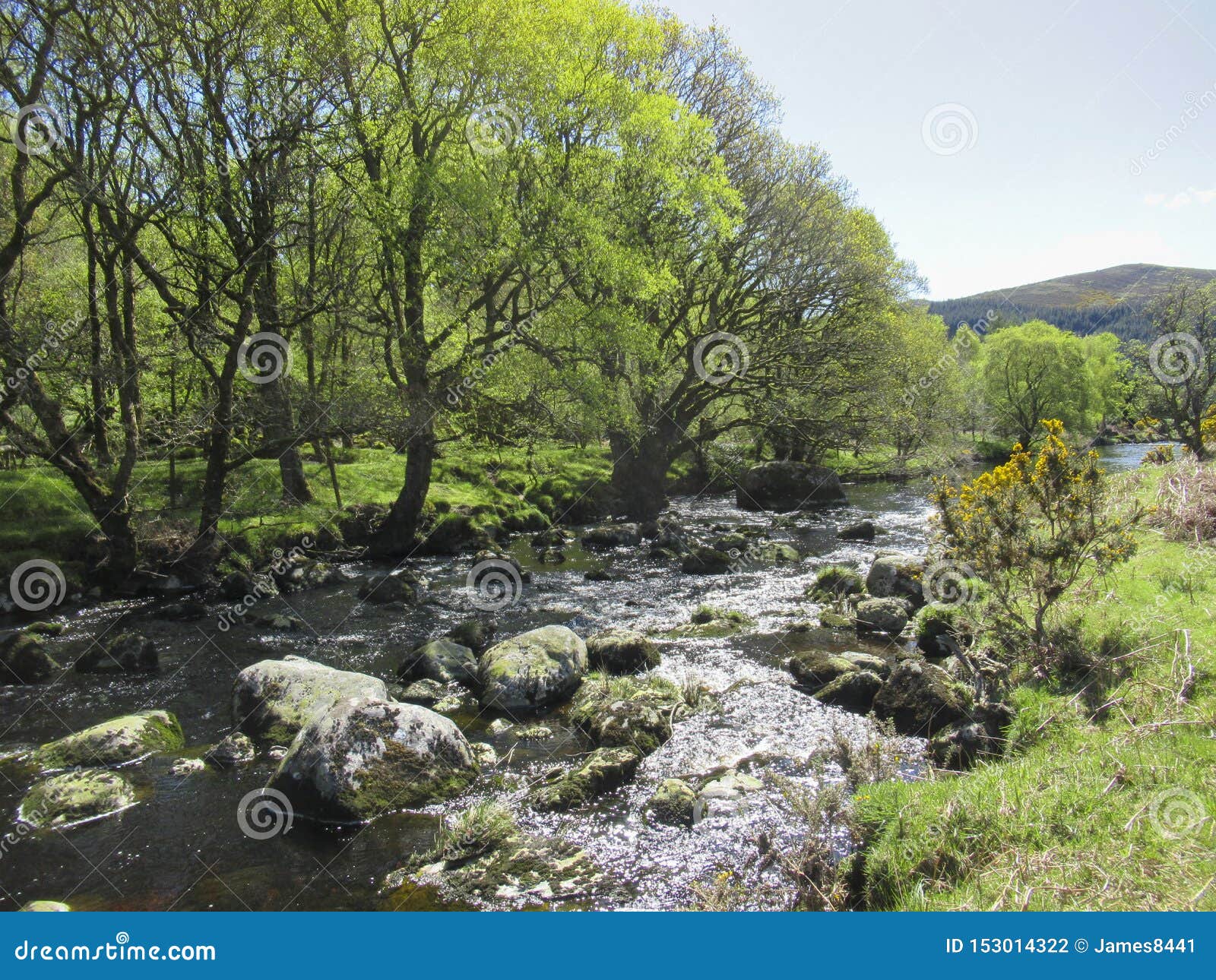 Ireland Landscape with River and Forest. Stock Photo - Image of blue ...