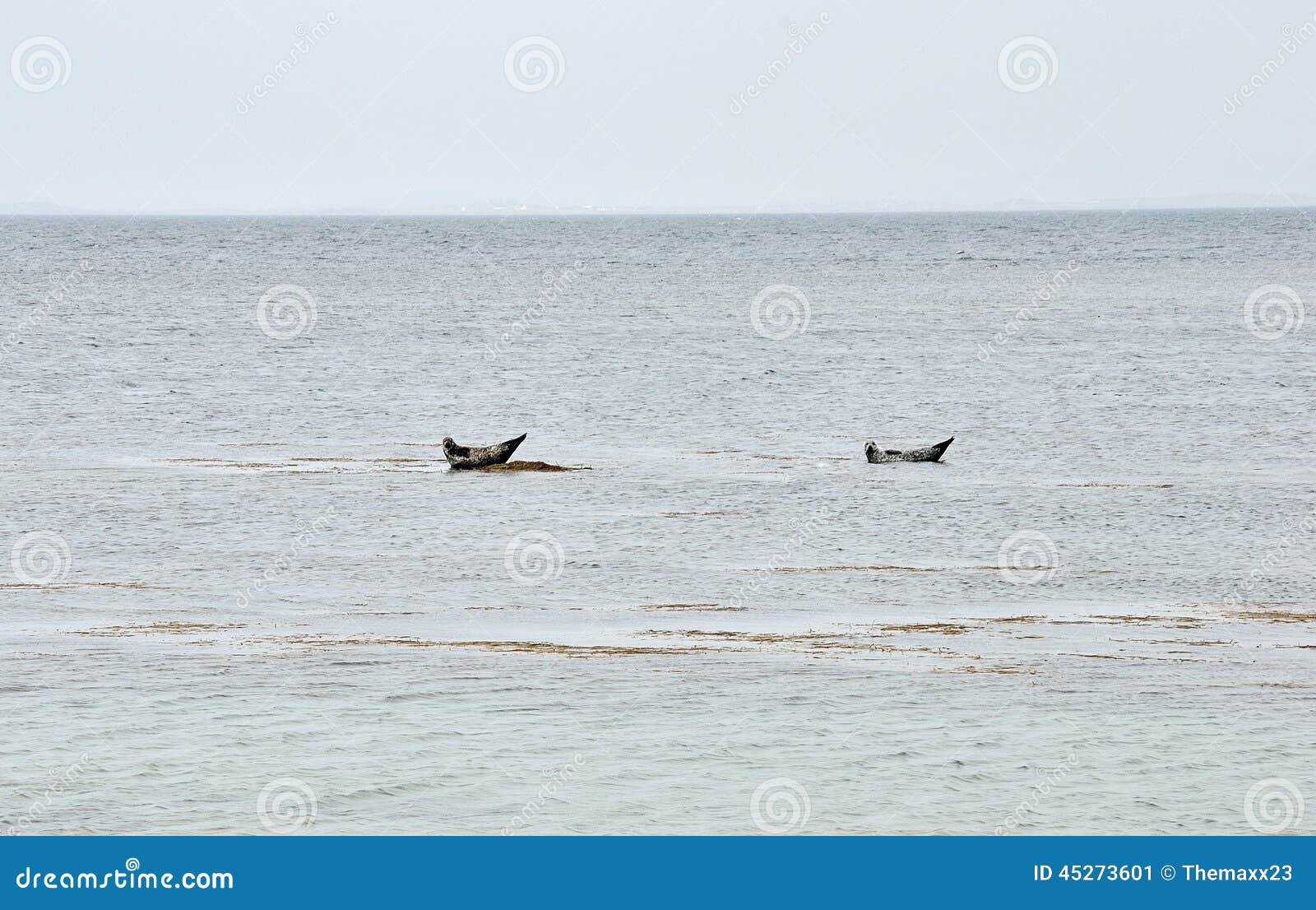 Ireland seal colony stock image. Image of peace, island - 45273601