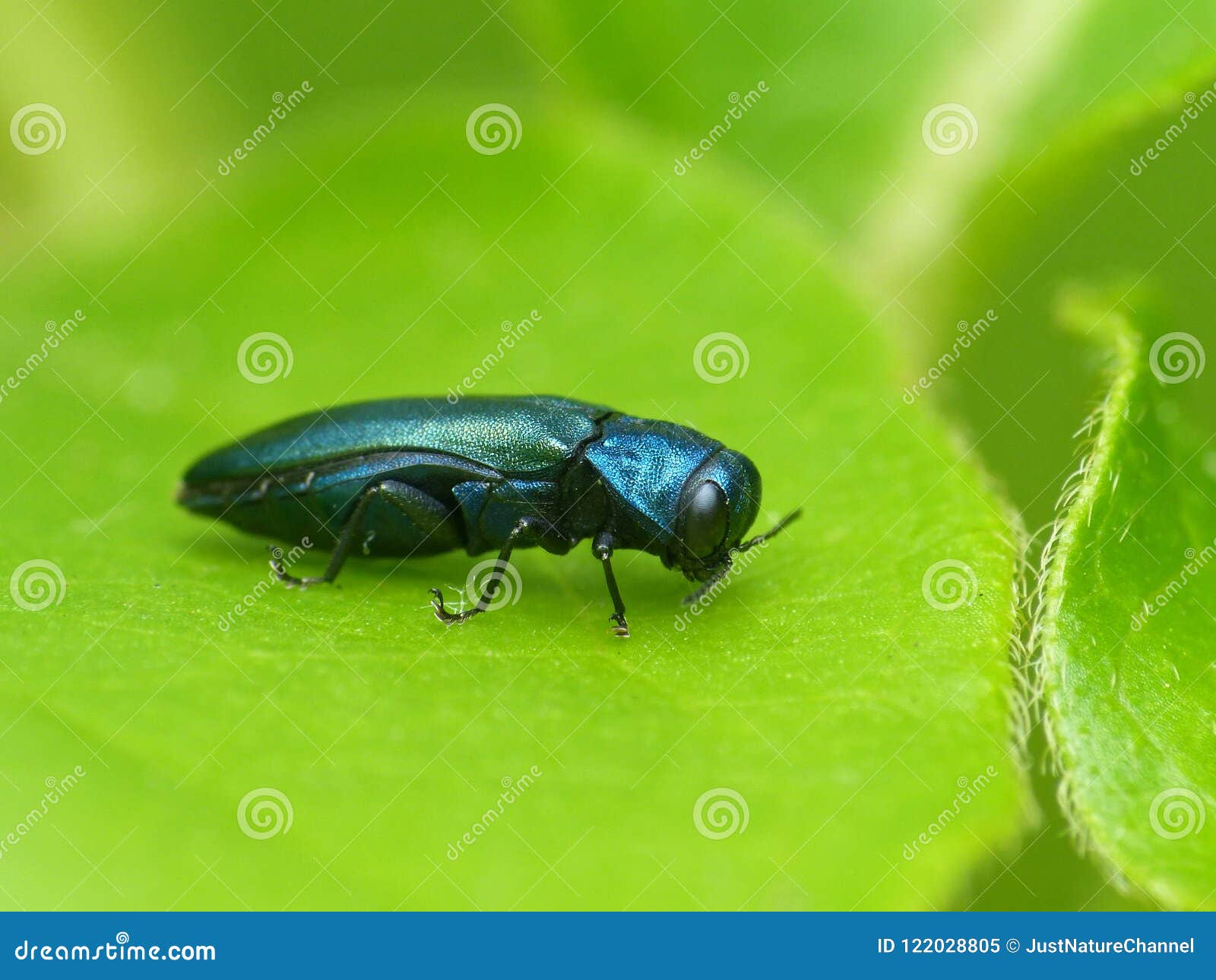 Iridescent Blue Beetle stock image. Image of plant, bokeh - 122028805