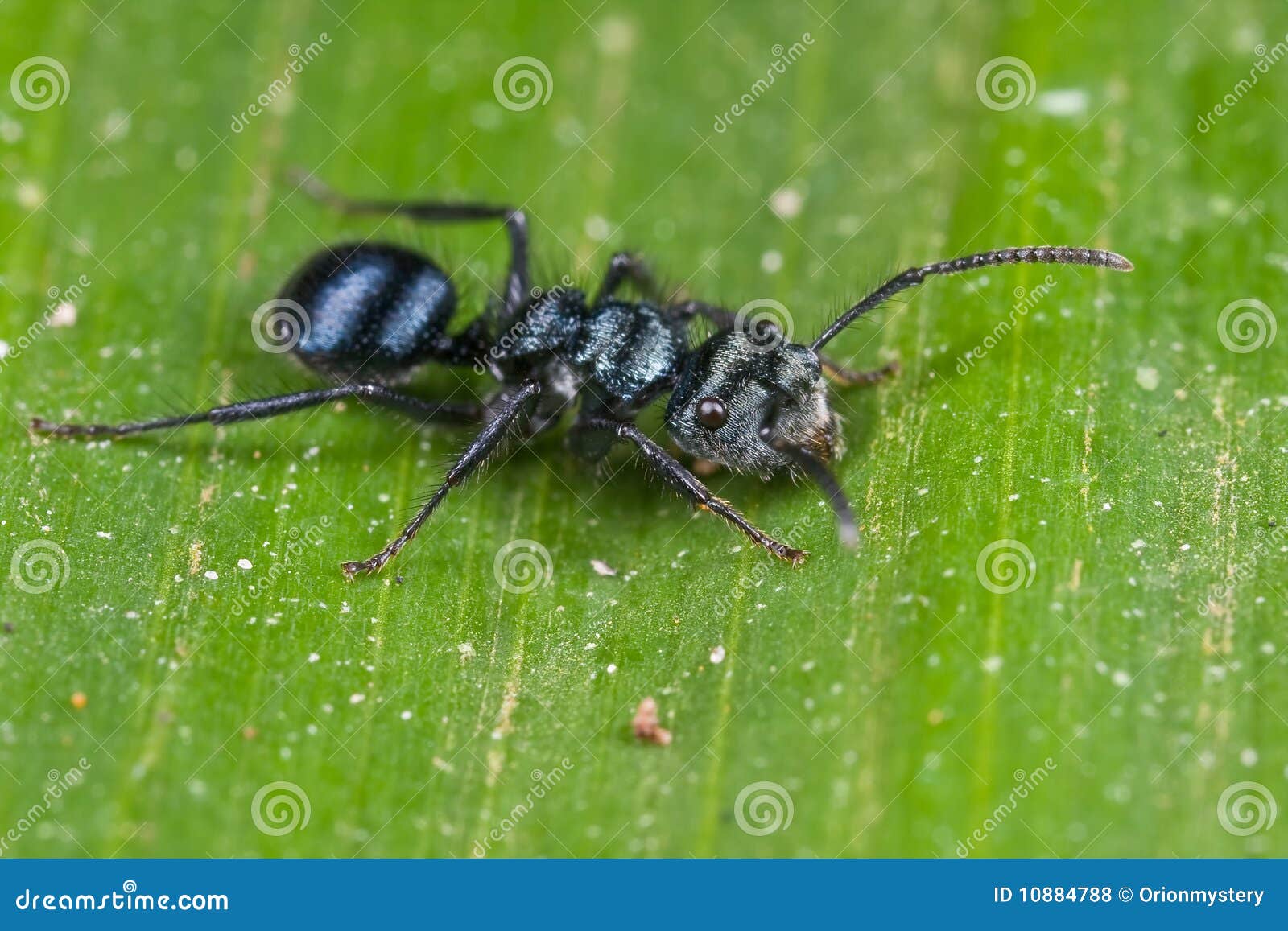 An Iridescent Blue and Black Ant Stock Photo - Image of green, black ...