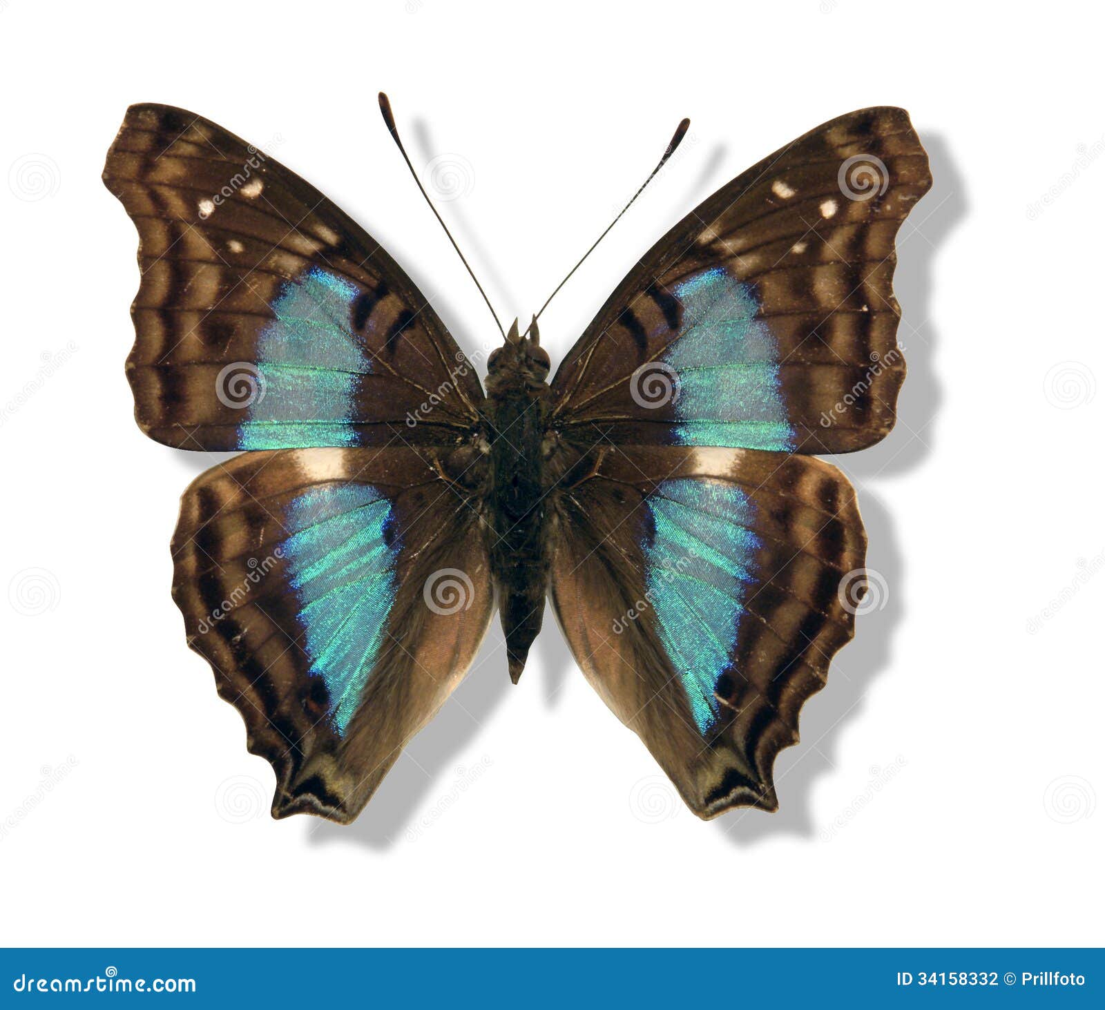 Iridescent butterfly stock photo. Image of beauty, exoticism - 34158332