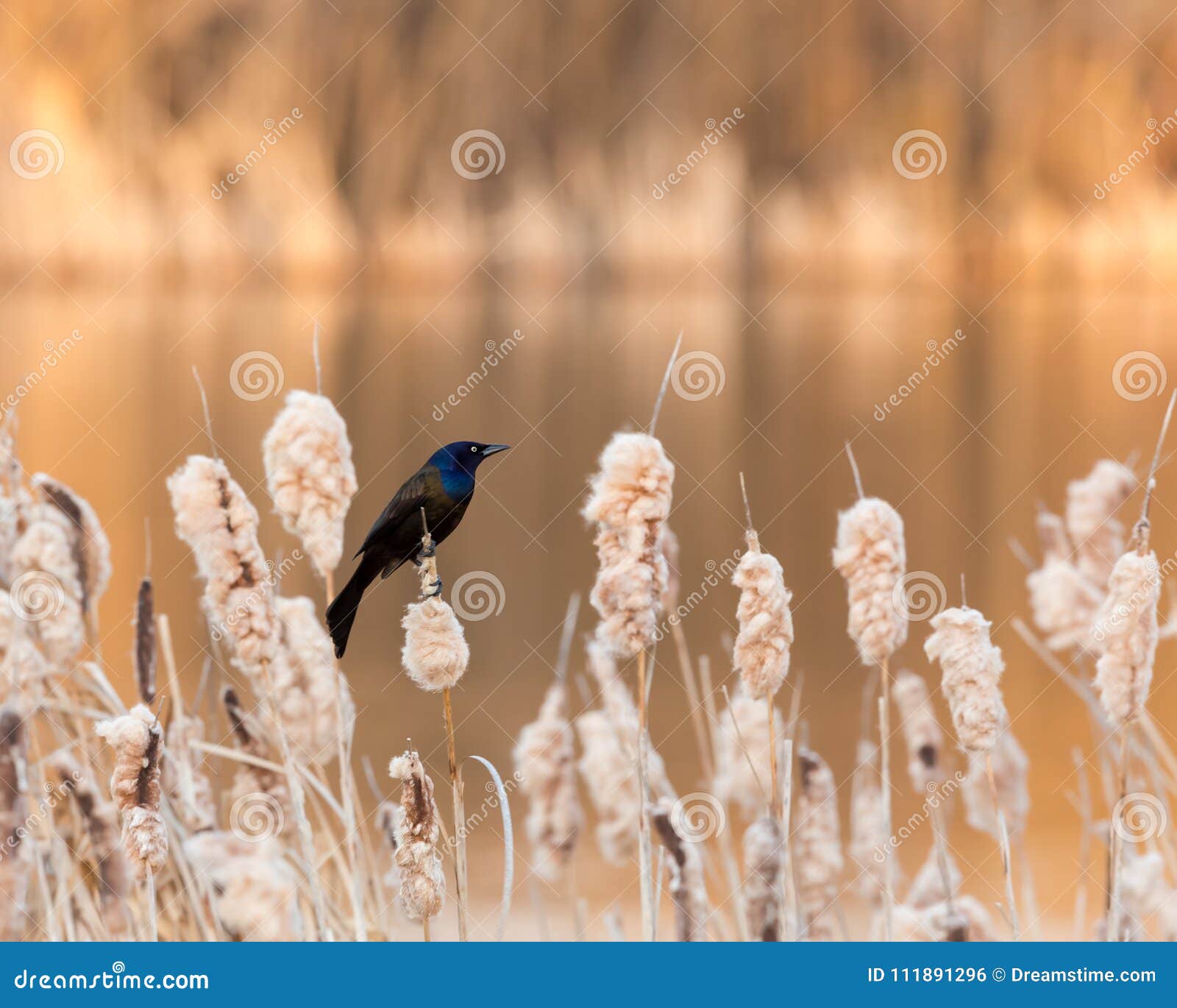 Common Cattails At The Edge Of Wetlands Royalty-Free Stock Image ...
