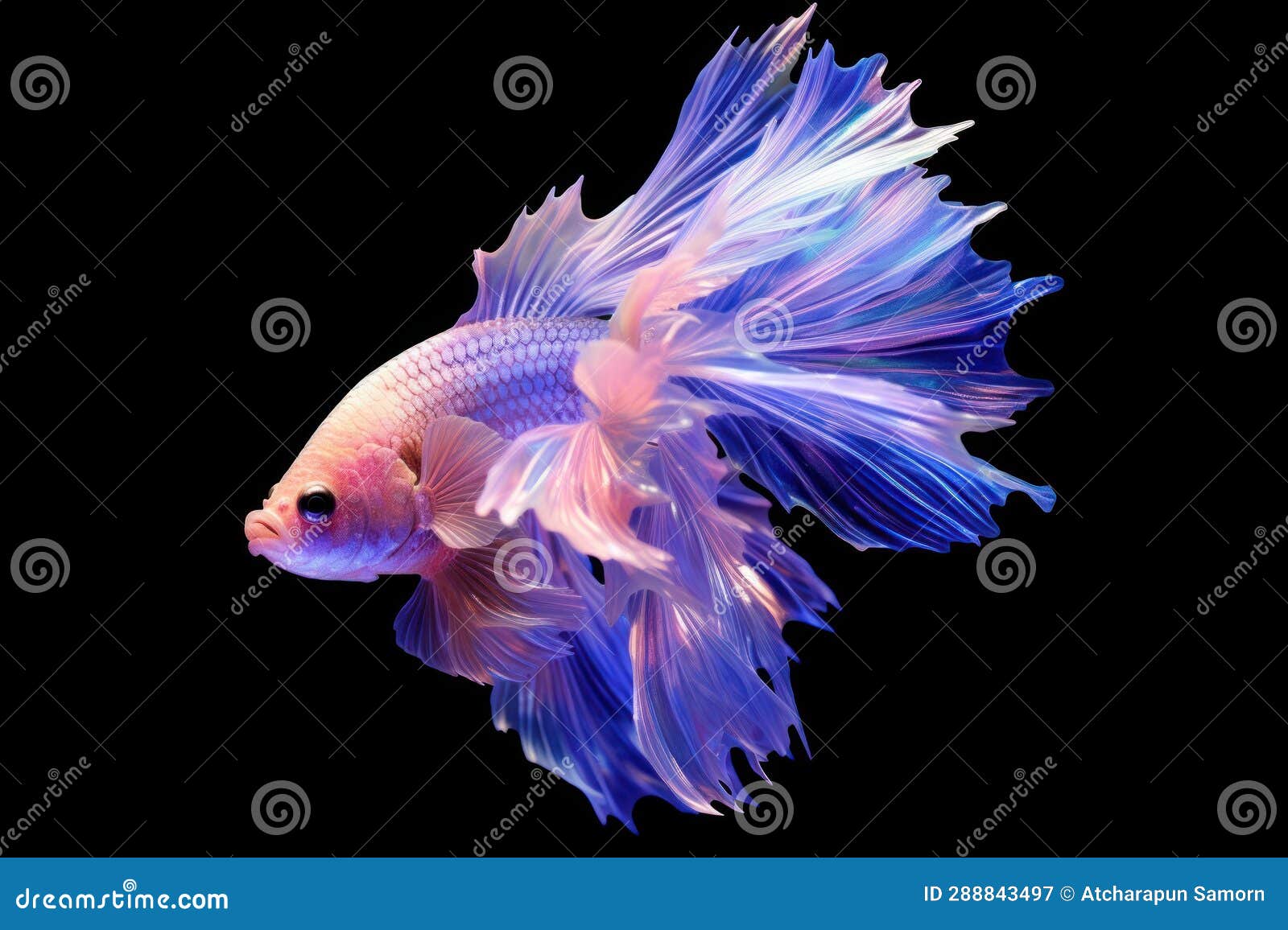 An Iridescent Crystal Betta Fish Generative AI Stock Illustration ...