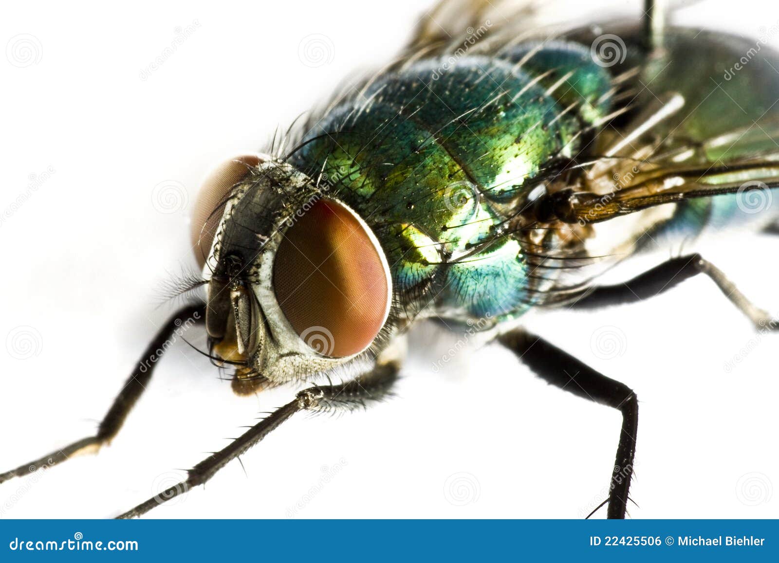 House Fly Close Up