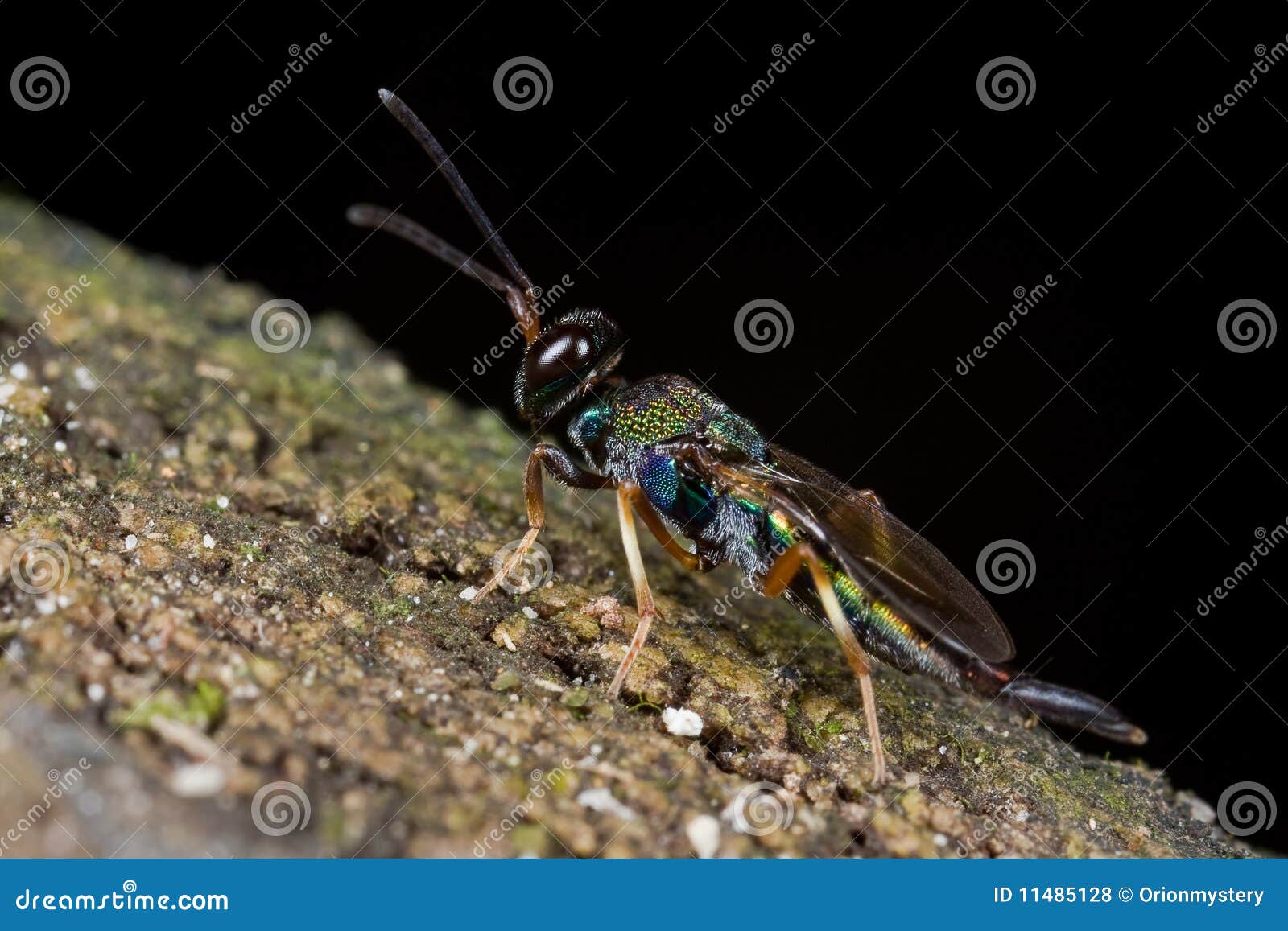 Wasp At Tree Stock Photography | CartoonDealer.com #119202122