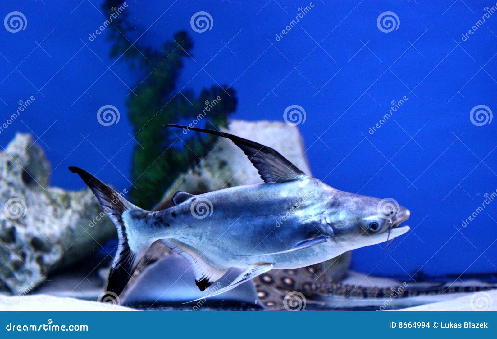 Iridescent shark stock photo. Image of pangasius, iridescent - 8664994