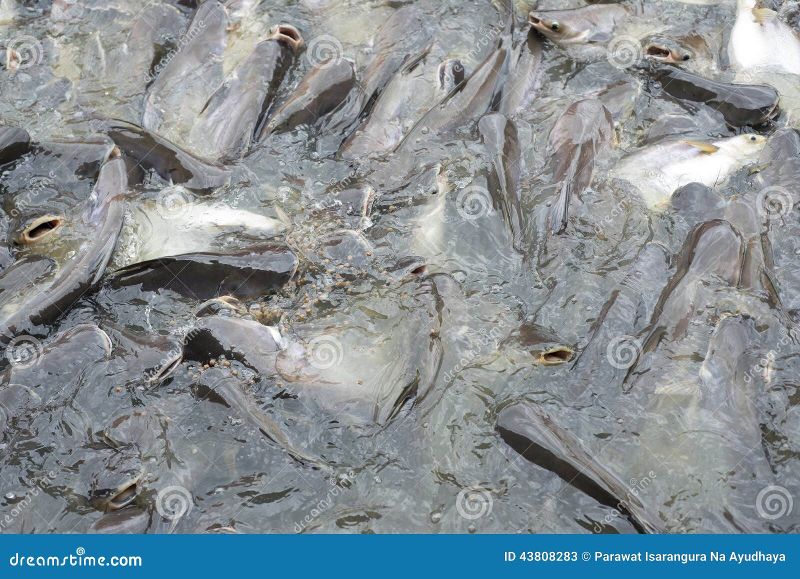 Iridescent shark in farm. stock image. Image of mouth - 43808283