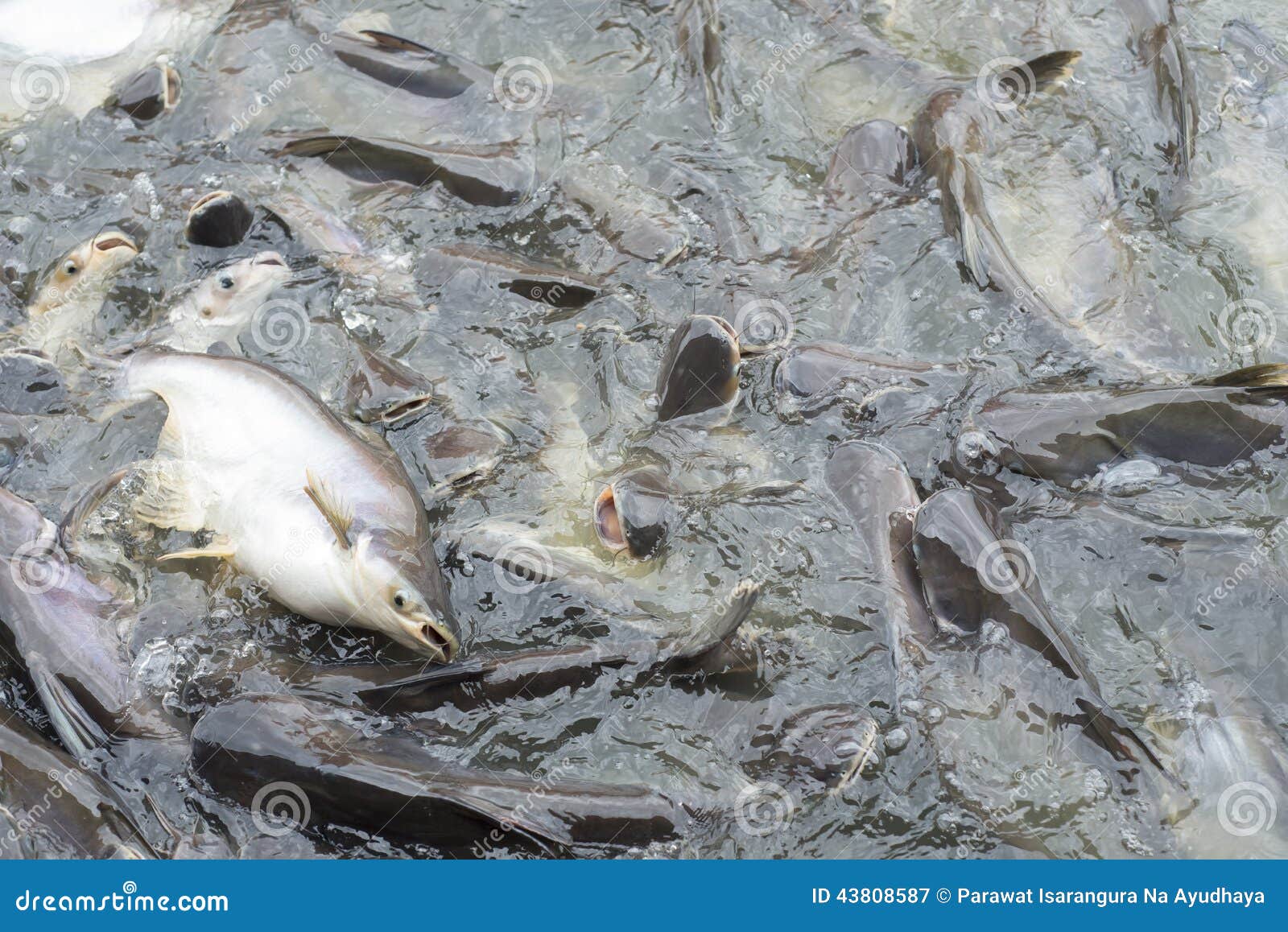 Iridescent shark in farm. stock image. Image of disorder - 43808587