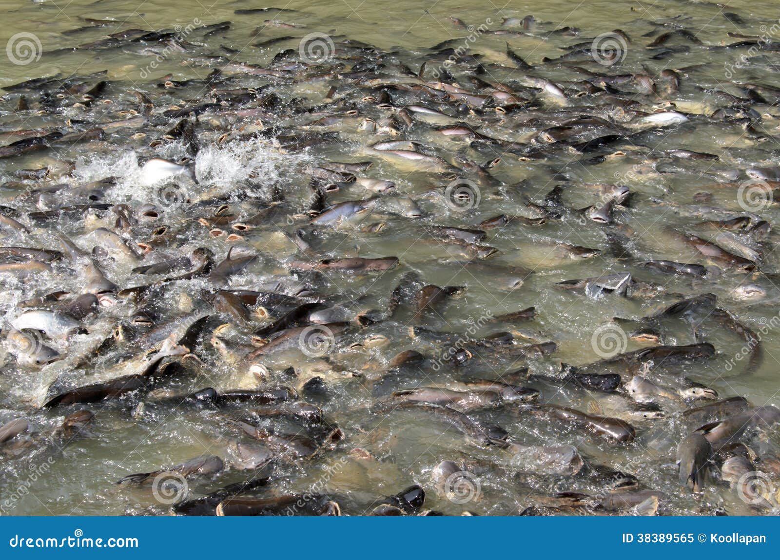 Iridescent shark Fish stock image. Image of aqua, abstract - 38389565