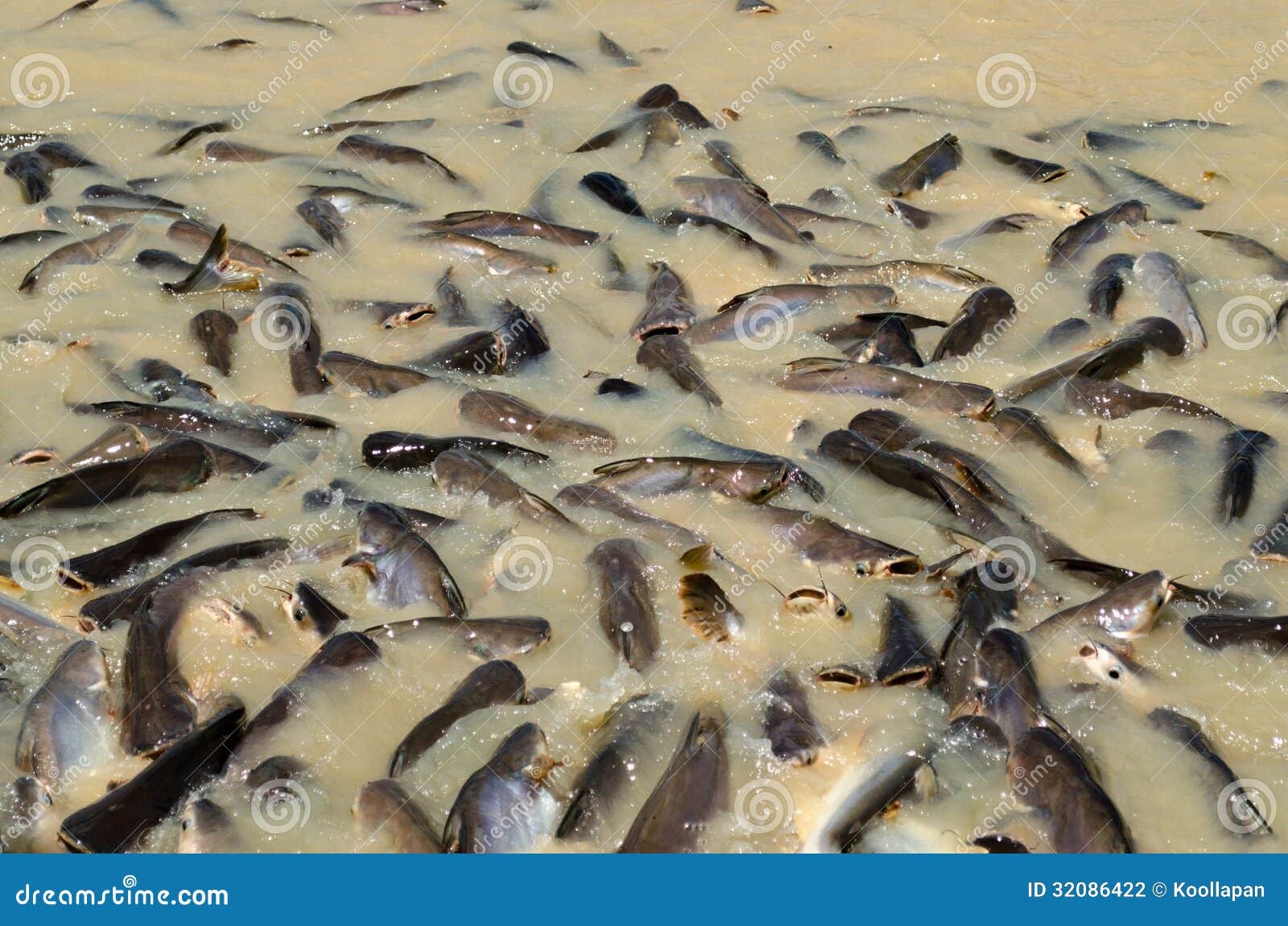 Iridescent Shark Fish Or Sawai Fish Royalty-Free Stock Photography ...