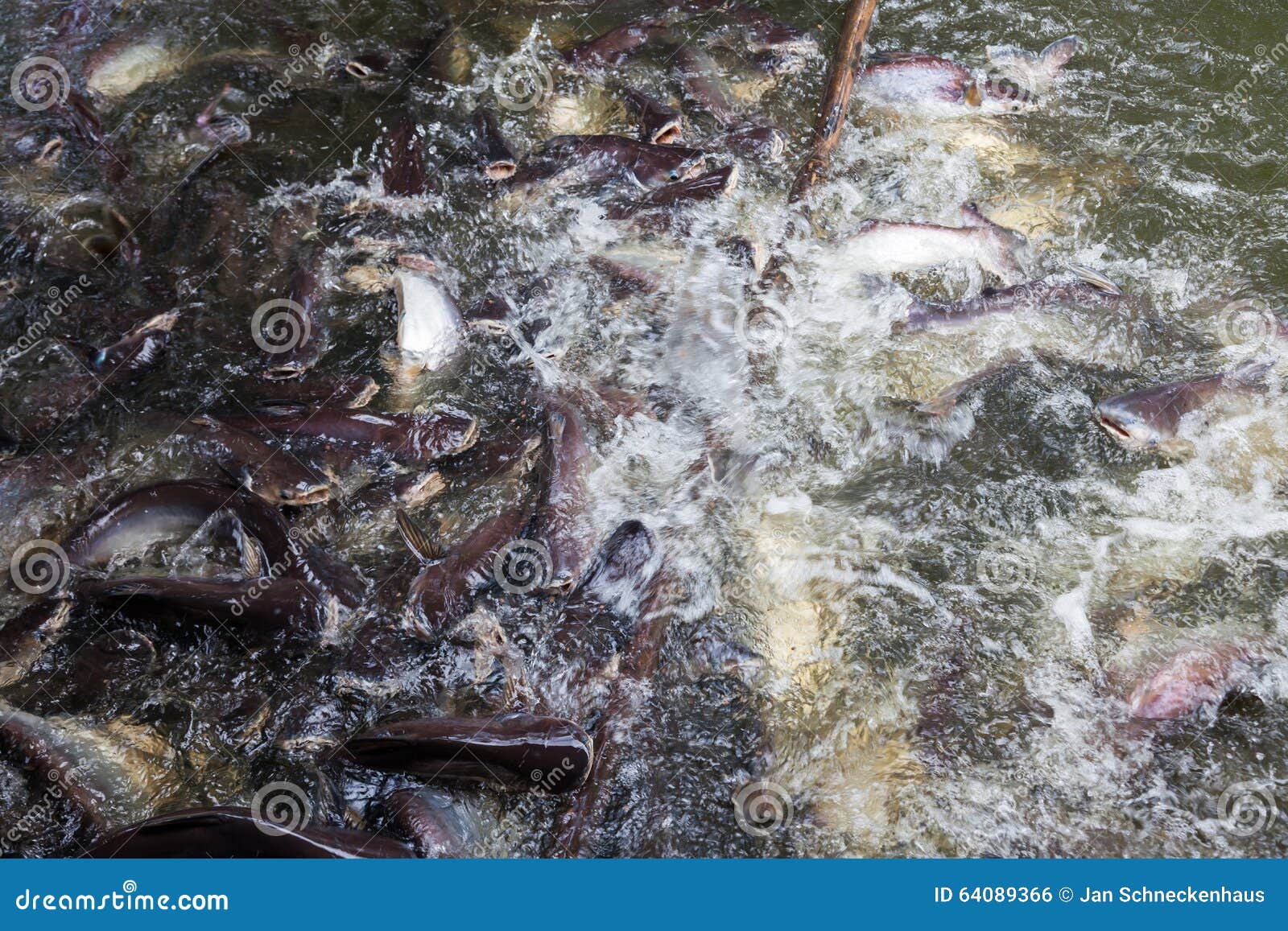 Iridescent Shark Or Pangasianodon Hypophthalmus Open Mouth Waiting Food ...