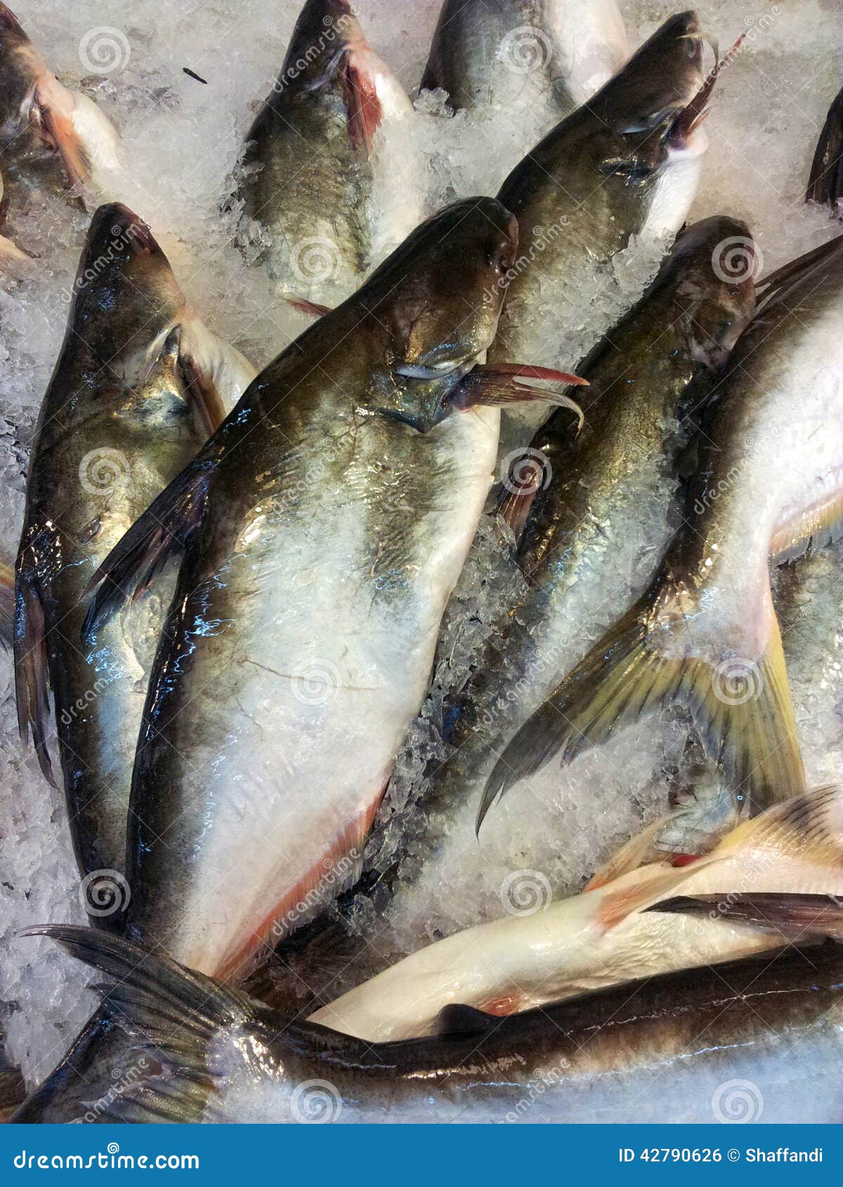 Iridescent shark fish stock photo. Image of iridescent - 42790626