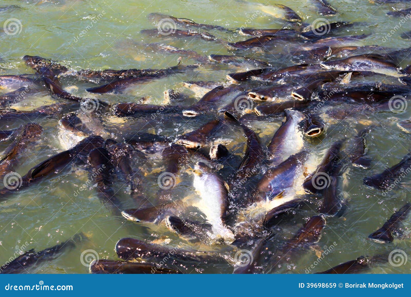 Iridescent Shark Fish Or Sawai Fish Royalty-Free Stock Photography ...