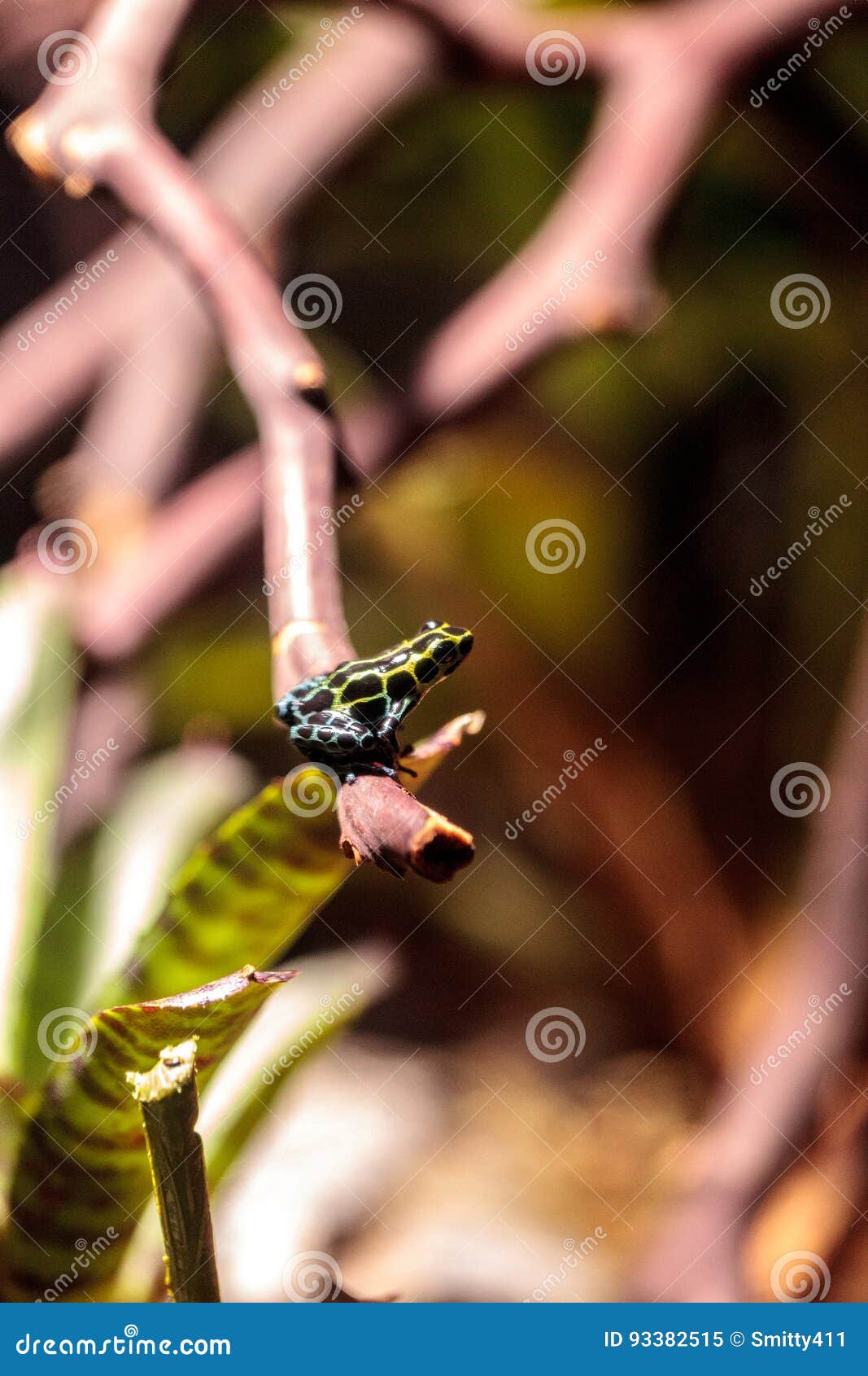 Iridescent Variable Poison Dart Frog Ranitomeya Variabilis Royalty-Free ...