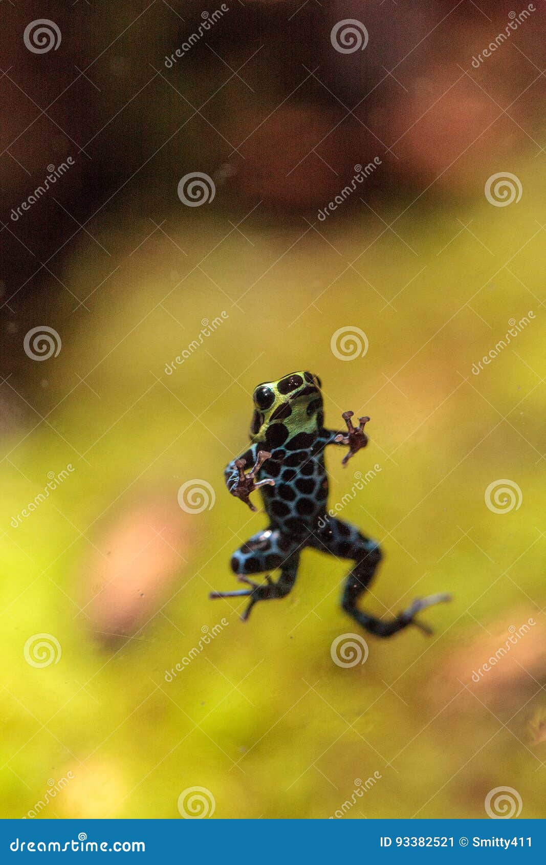 Iridescent Variable Poison Dart Frog Ranitomeya Variabilis Royalty-Free ...