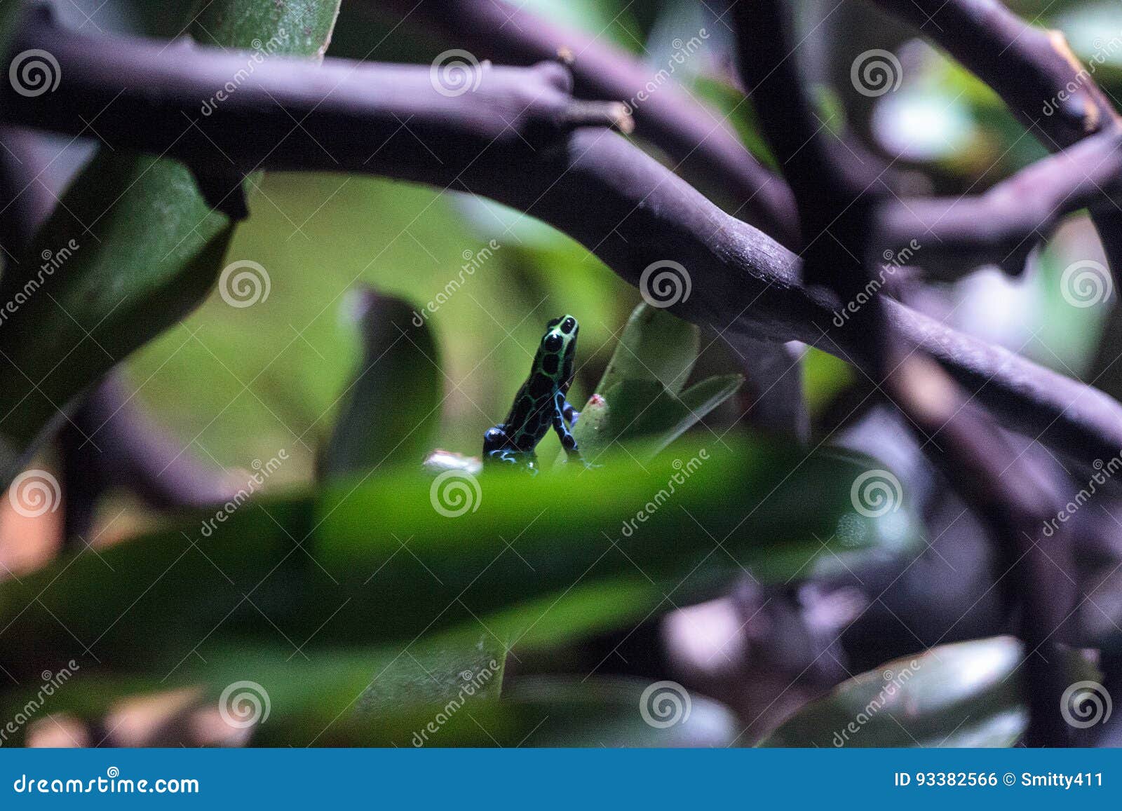 Iridescent Variable Poison Dart Frog Ranitomeya Variabilis Royalty-Free ...
