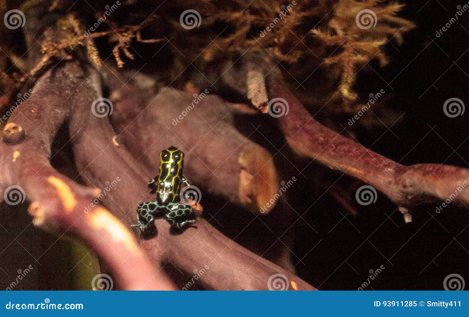 Iridescent Variable Poison Dart Frog Ranitomeya Variabilis Stock Photo ...