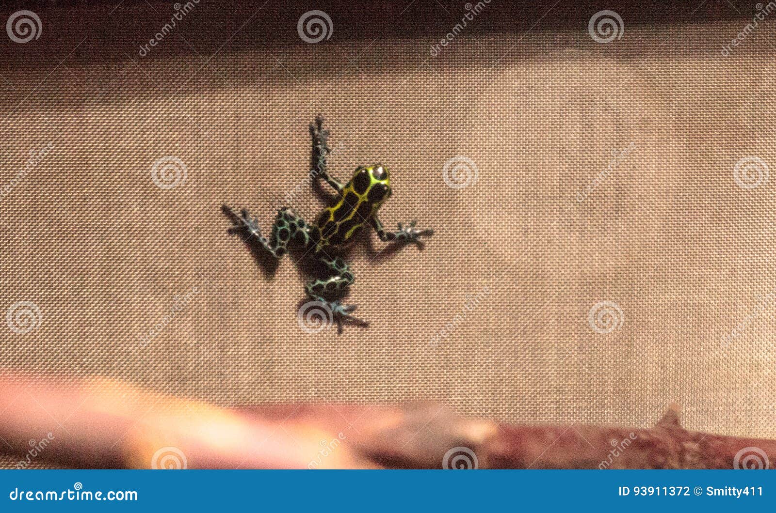 Iridescent Variable Poison Dart Frog Ranitomeya Variabilis Stock Photo ...