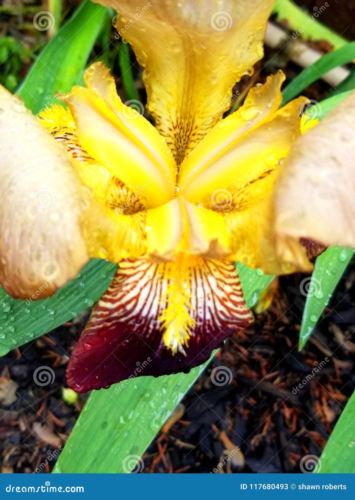 Iris stock image. Image of iris, outside, flower, nature - 117680493