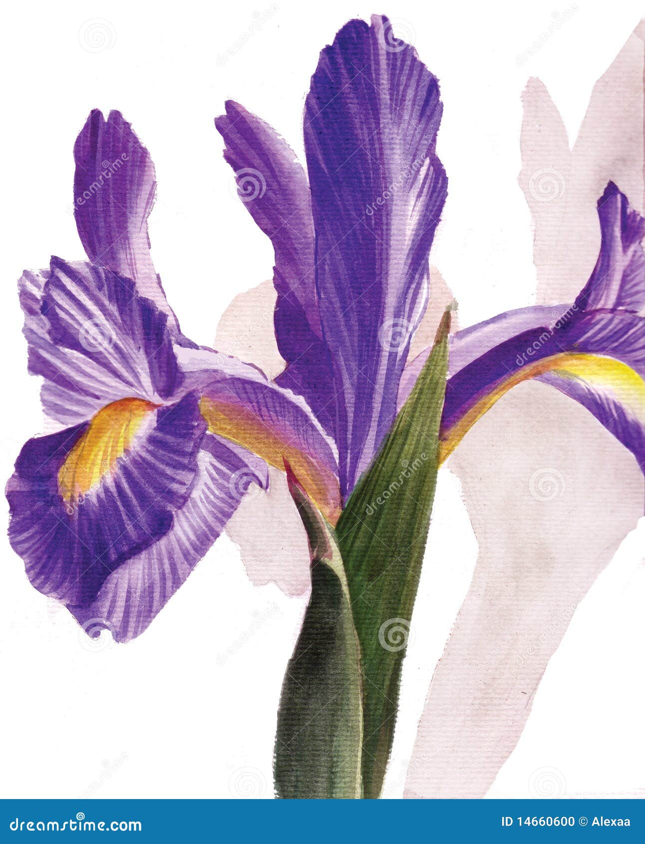 Iris illustration stock. Illustration du fleuri, ambiant - 14660600
