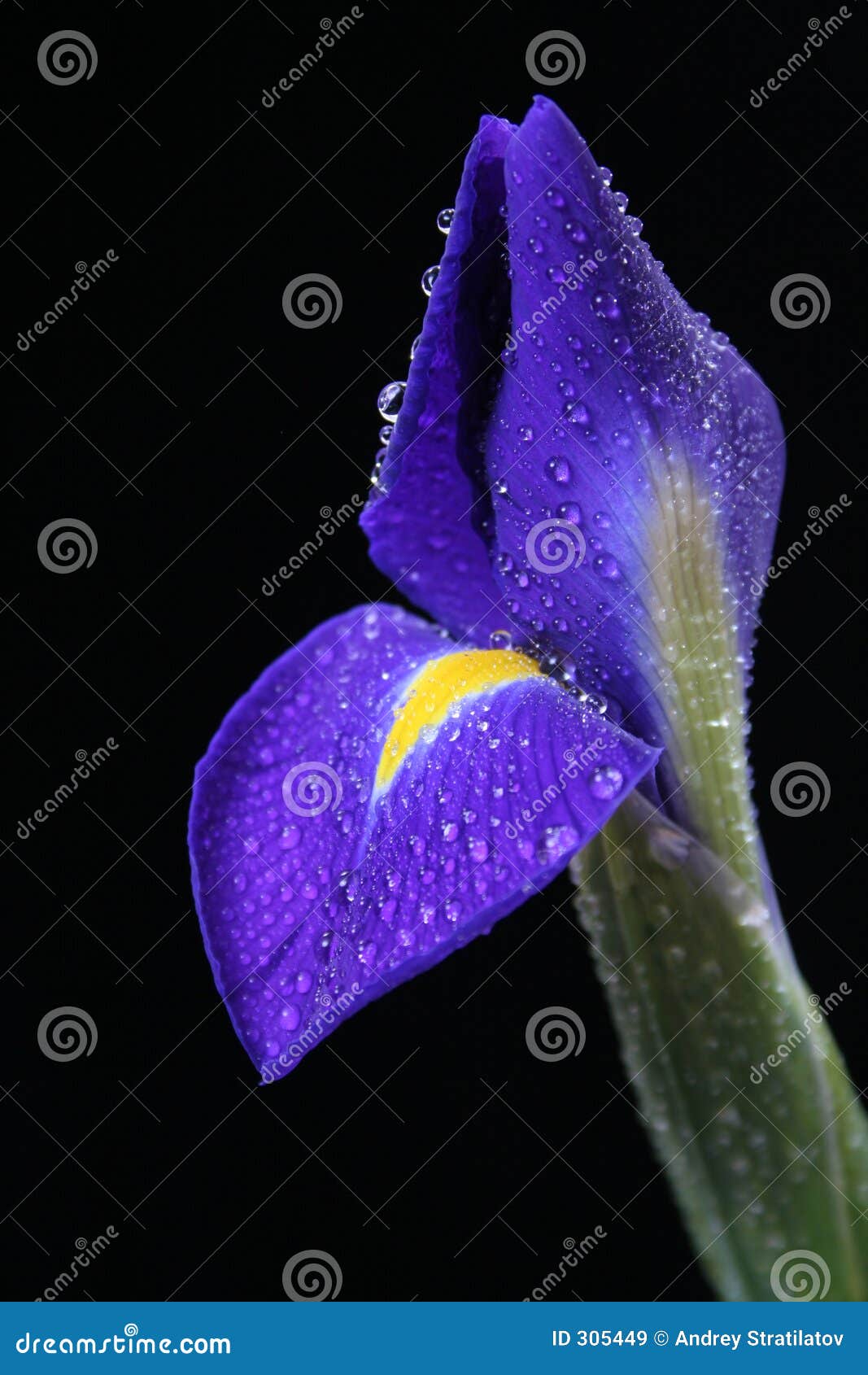 Iris stock image. Image of iris, glowing, flaming, blue - 305449