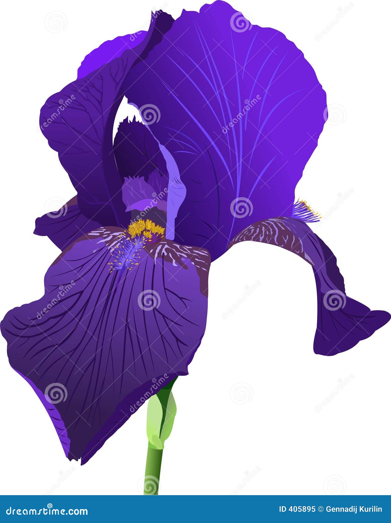 Iris stock vector. Illustration of nature, plants, iris - 405895